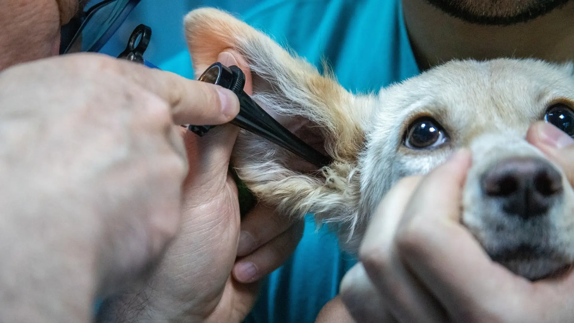 La otitis y los ácaros, los peligros más comunes para nuestros perros ...