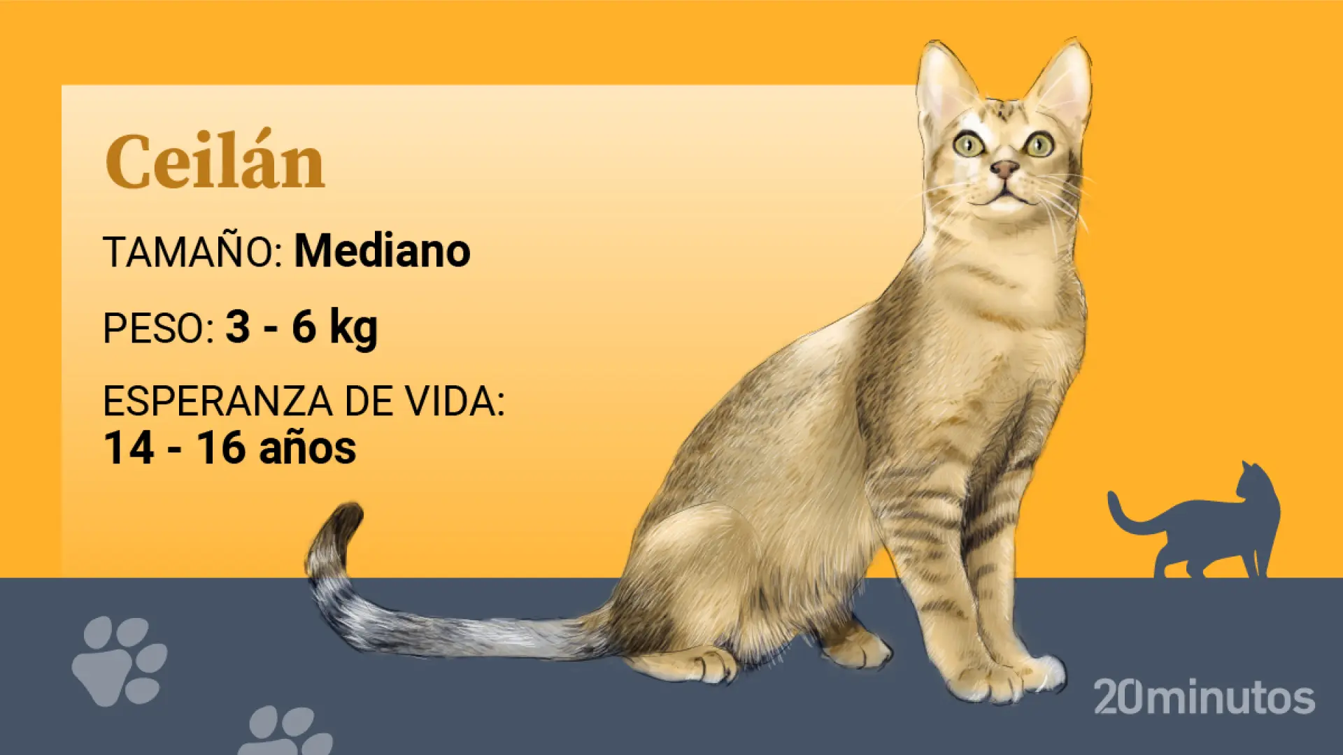 Así es el friolero y dócil gato ceilán, una desconocida raza felina ...