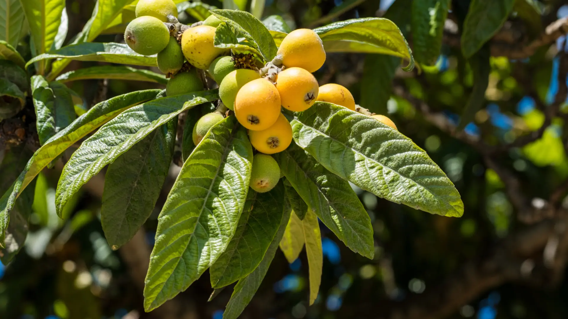 El fruto que puede ayudar a prevenir la hipertensión y la enfermedad ...