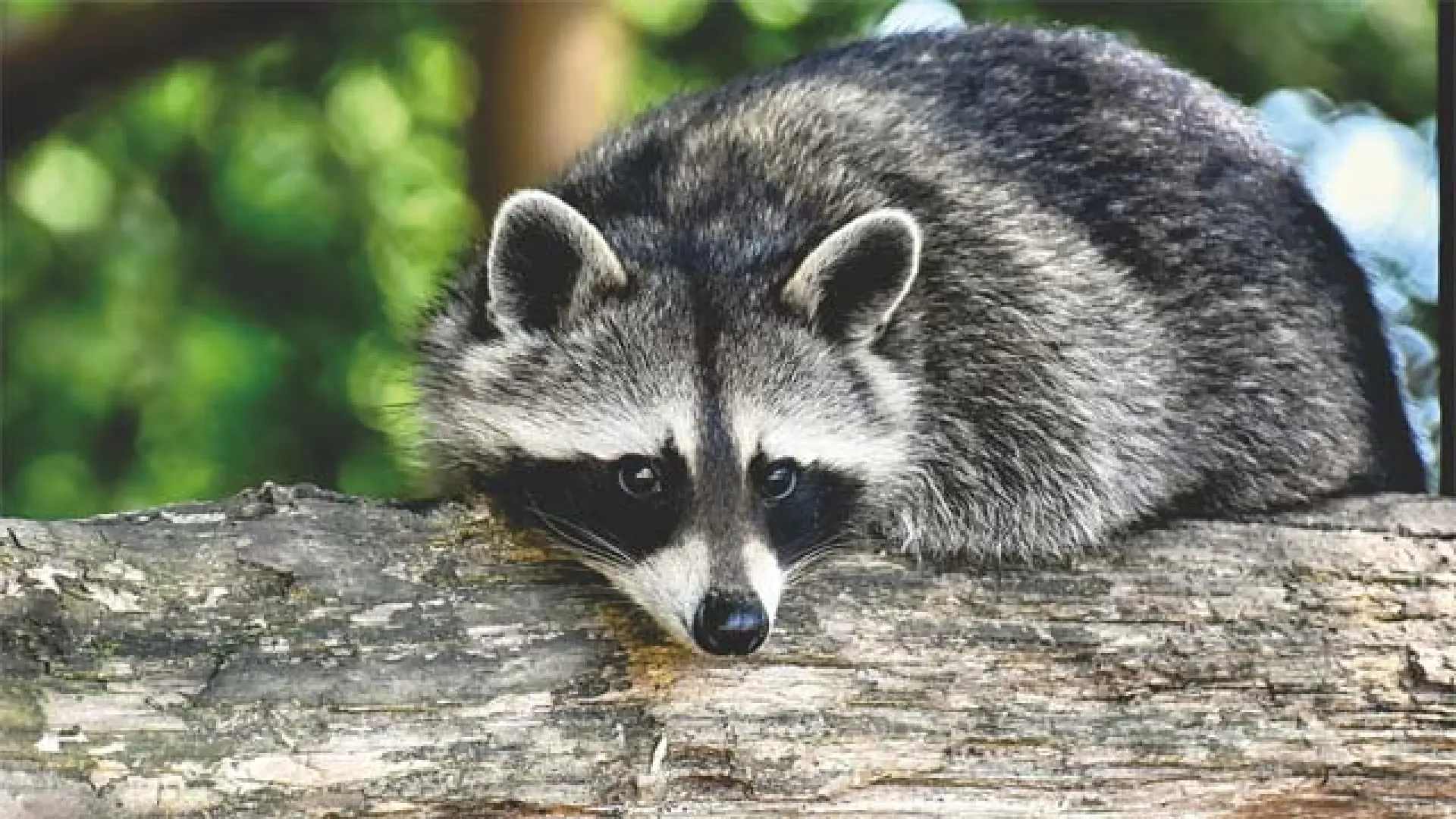 Un mapache calma su sed bebiendo cerveza de una lata