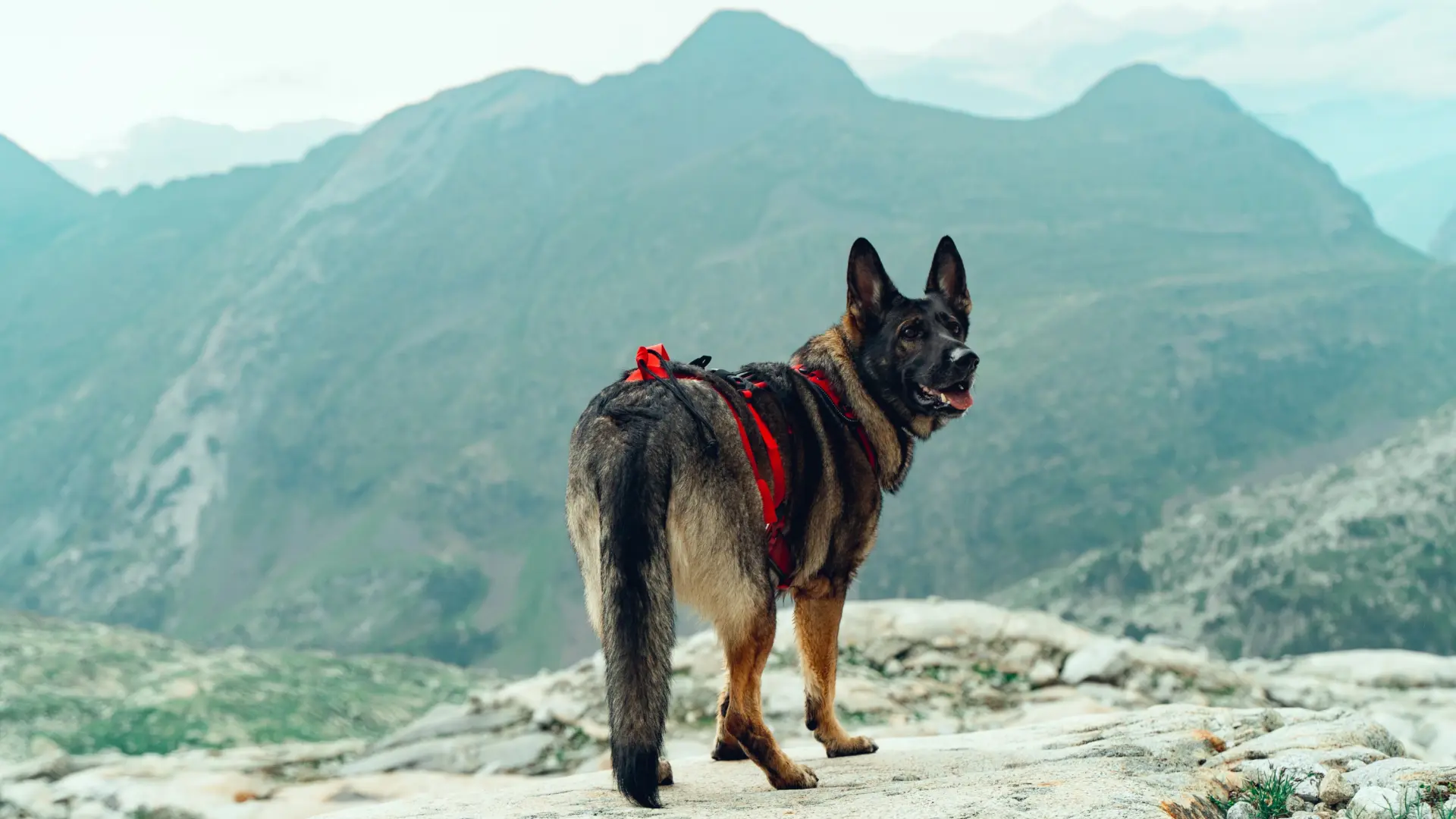 La perra Lara corona el Pico Aneto para homenajear a todos los perros ...