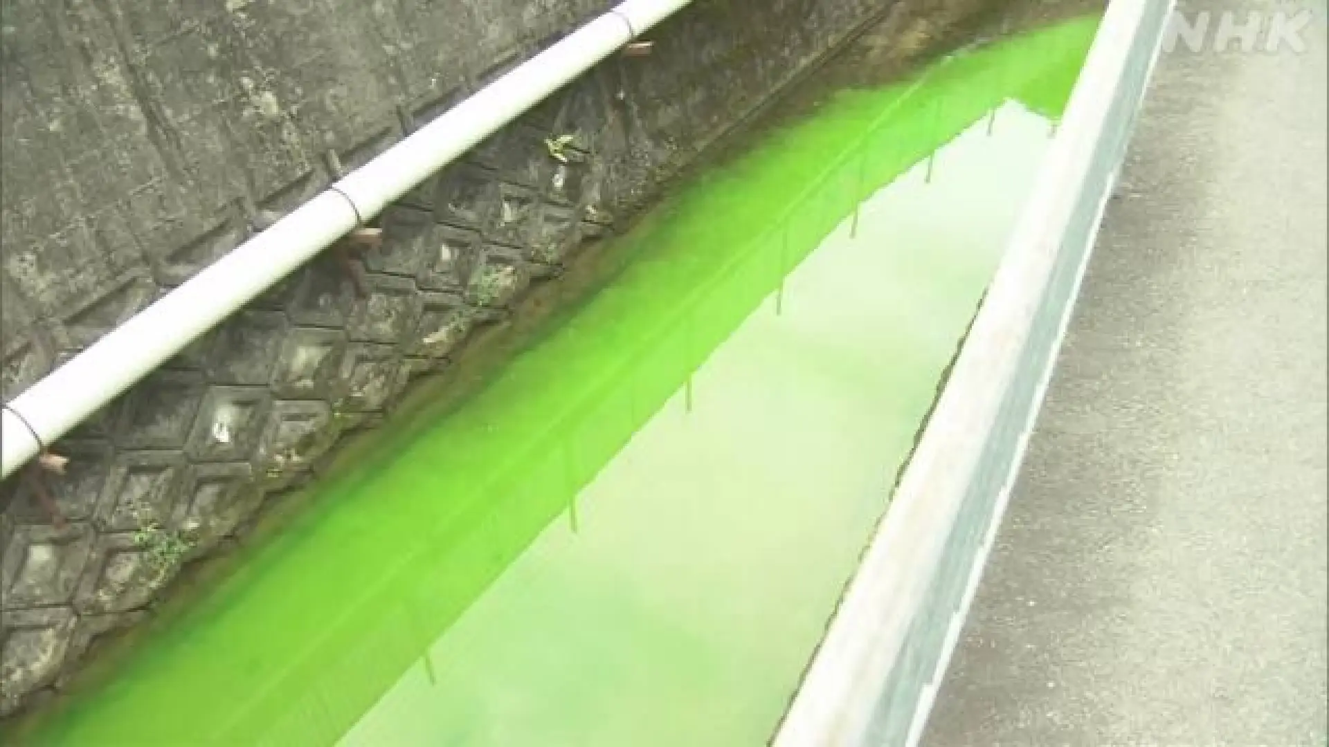 Sorpresa en Japón: un río se vuelve repentinamente de color verde fosforito