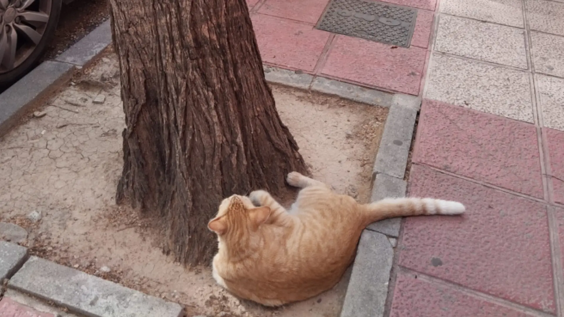 Pone un cartel de 'se busca' de su gato y encuentran al animal mirando ...