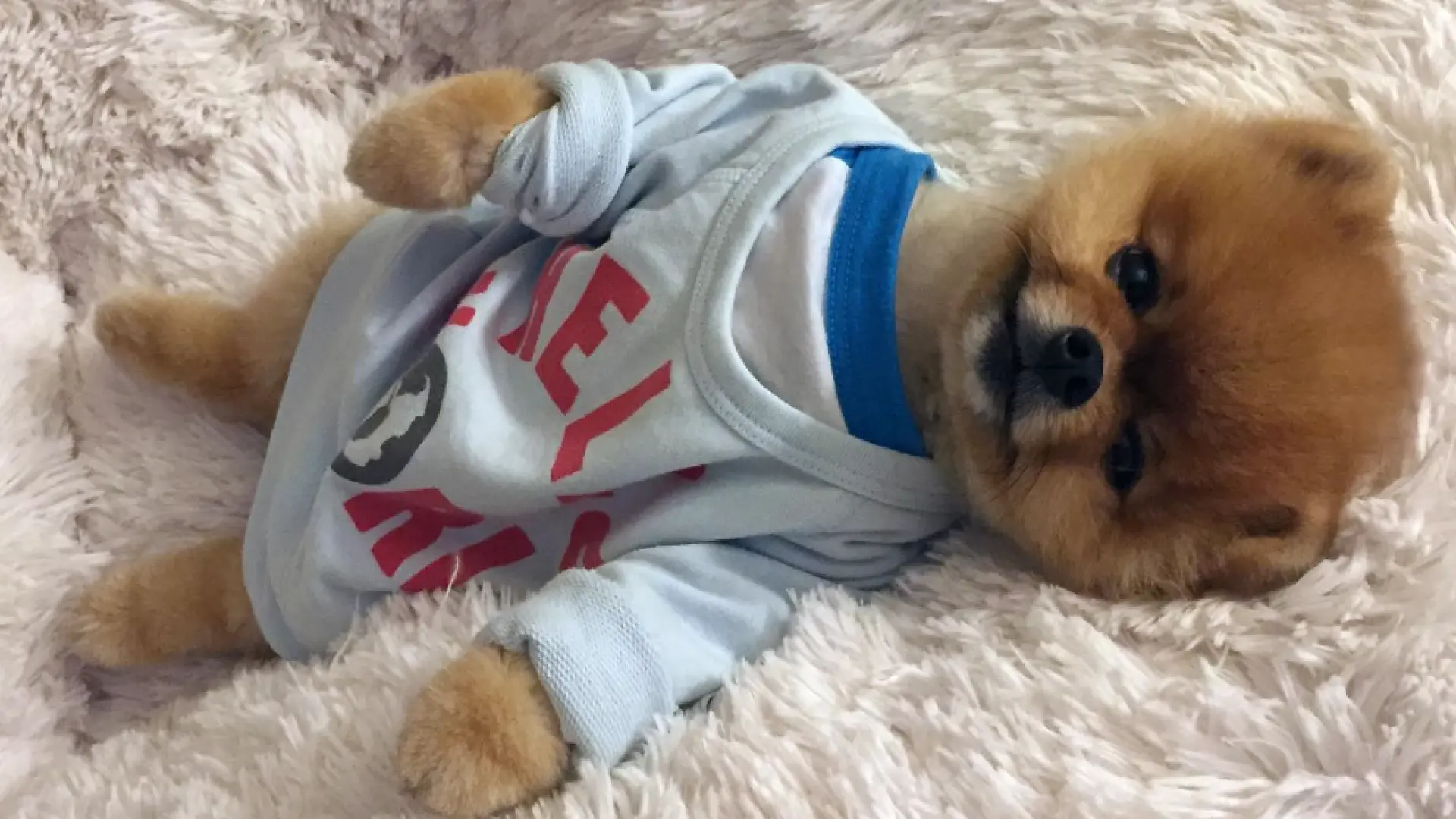 Que Raza De Perro Es Jiffpom