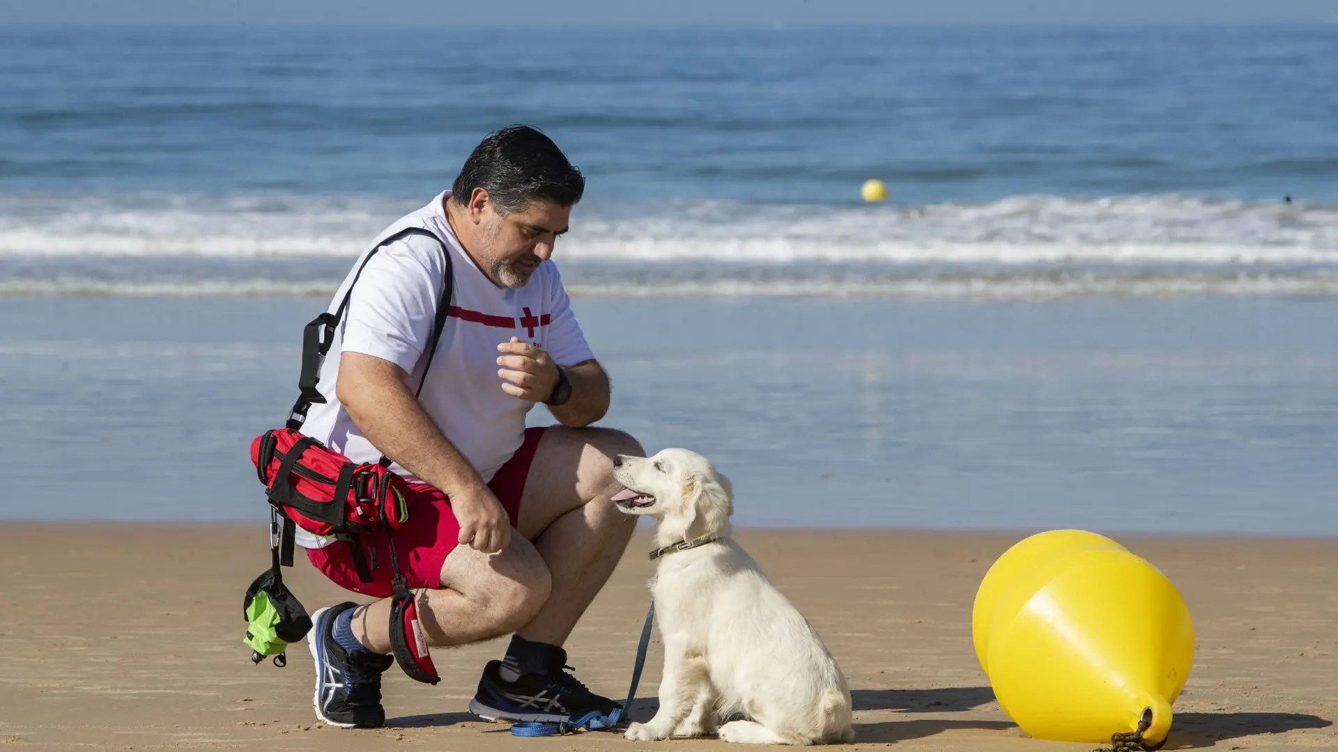 Chui, un cachorro de Golden Retriever, se prepara en Cádiz para ser el ...