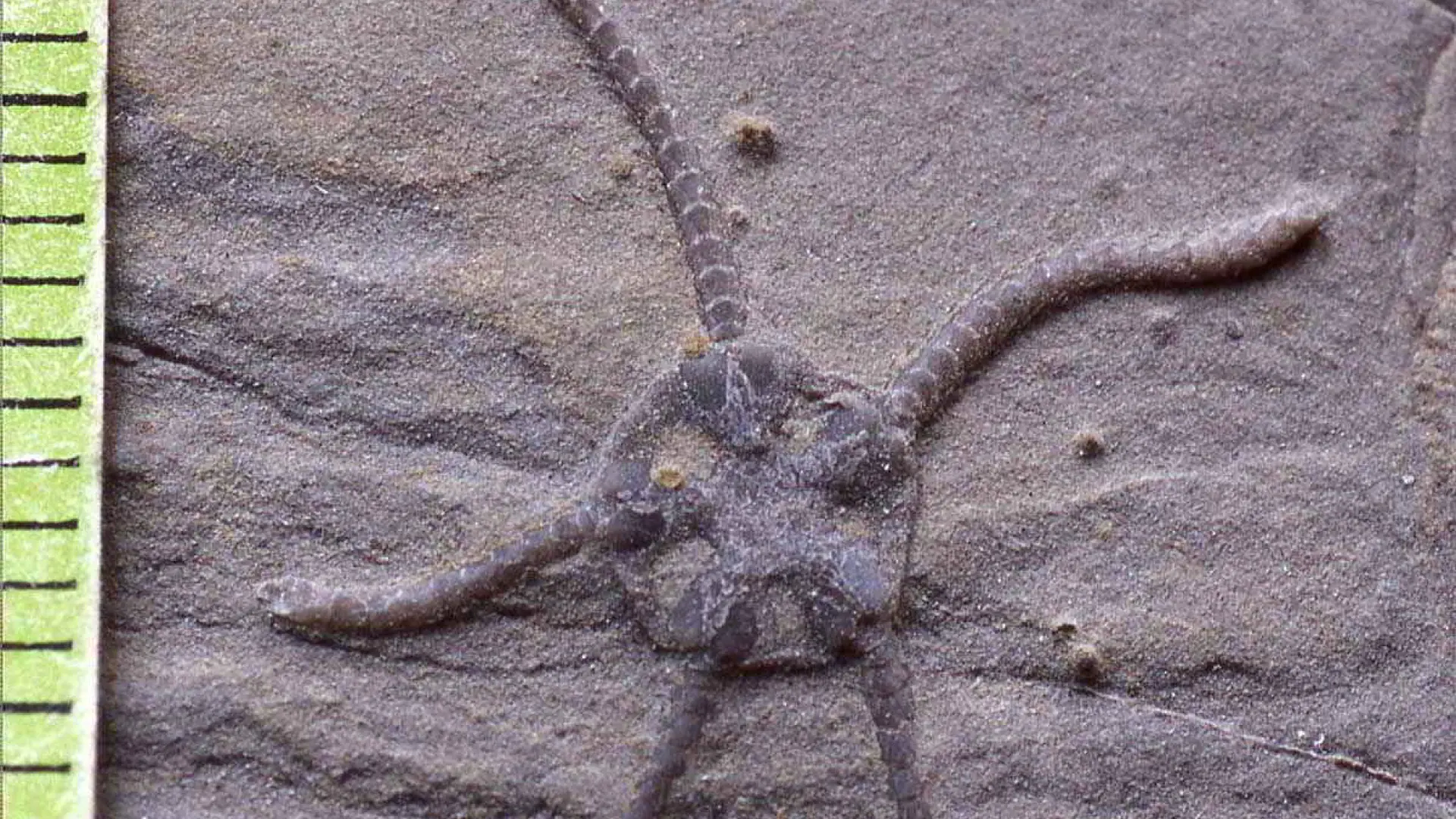 Descubren una especie jurásica, pariente de las estrellas de mar, que ...