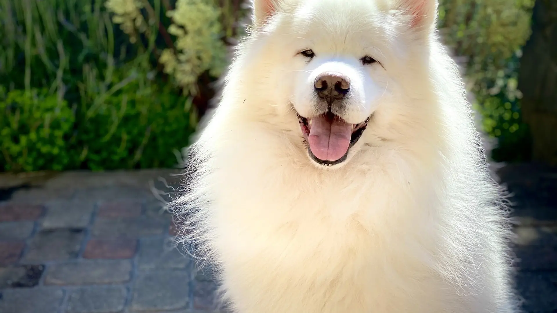 Que Inteligente Es Un Samoyedo