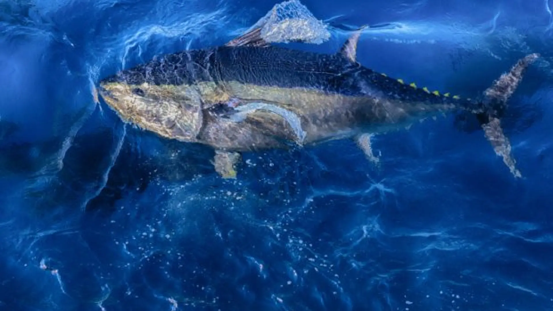 ¿Por qué los atunes recorren miles de kilómetros para reproducirse en ...