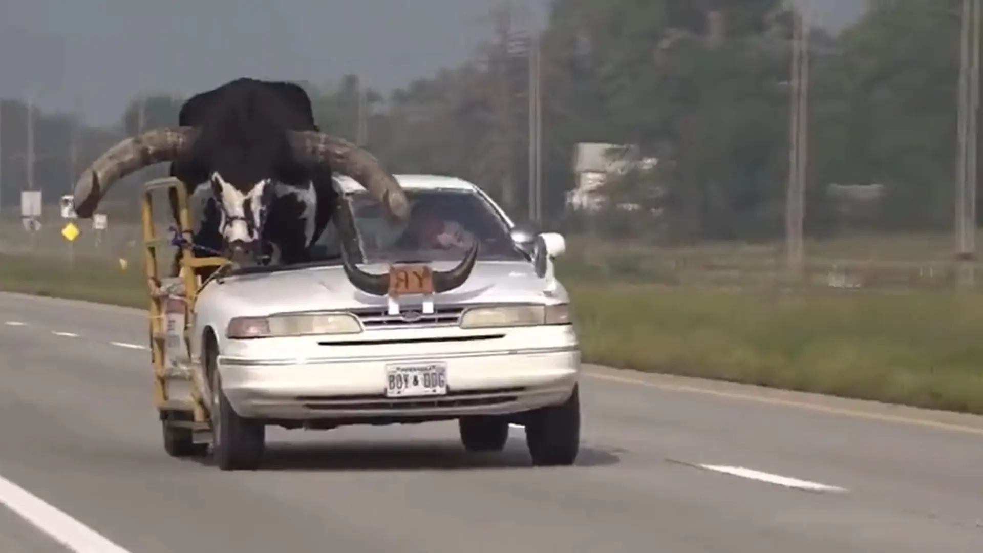 La viral escena de un hombre que conduce acompañado de un gran toro ...