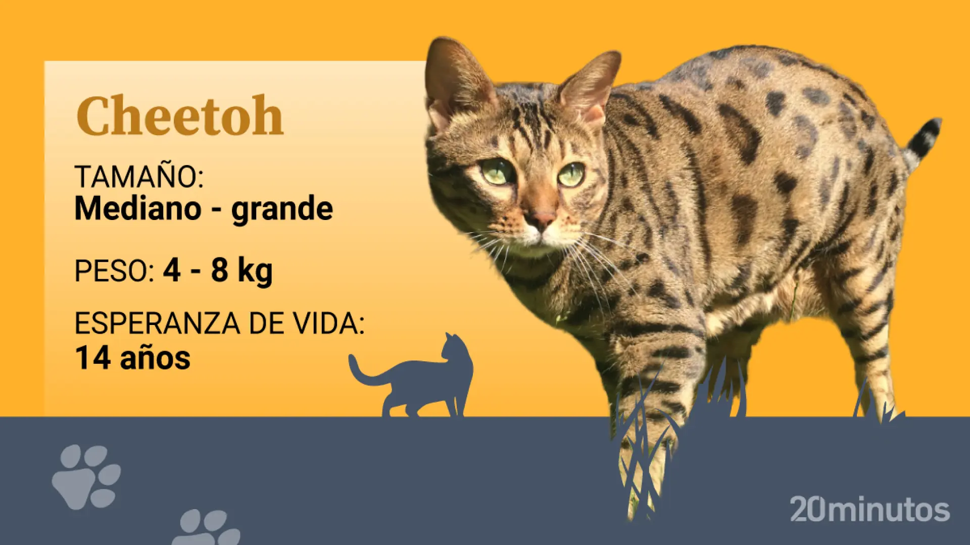 El cheetoh, una raza felina en fase experimental, de personalidad ...