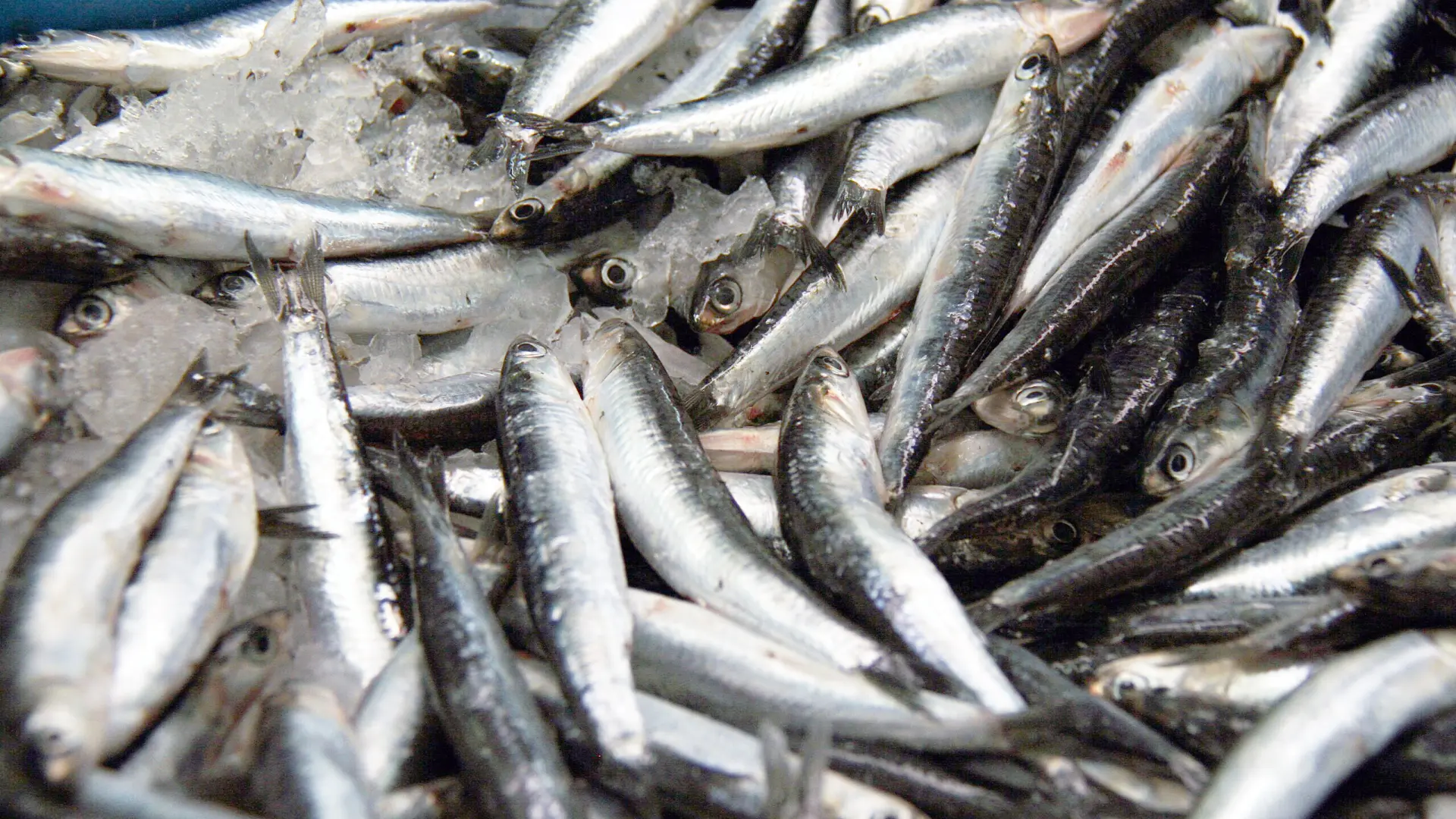 Estas son las principales diferencias entre anchoa y boquerón