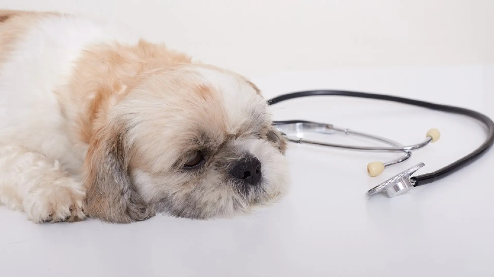 Cómo Se Ve Una Tráquea Colapsada En Un Perro