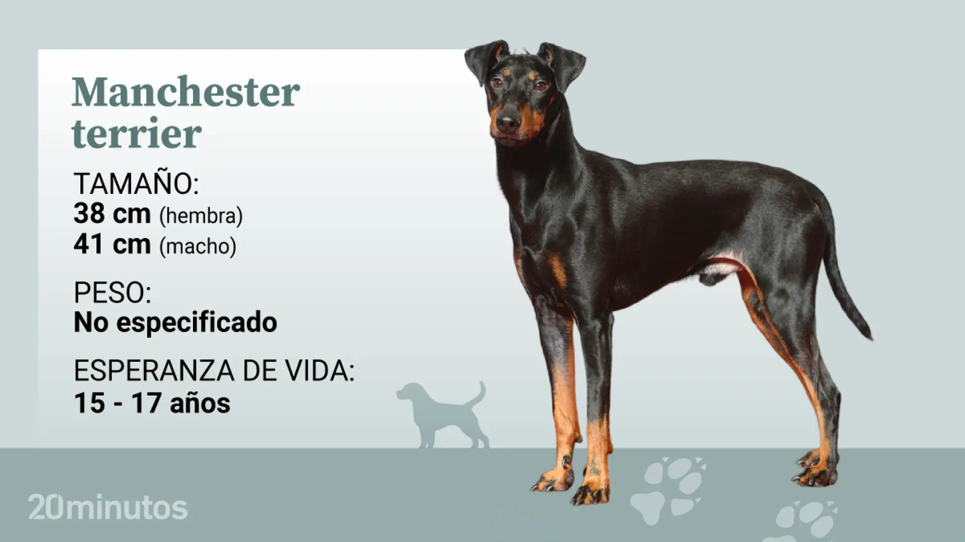 Que Raza De Perro Es Negro Y Fuego