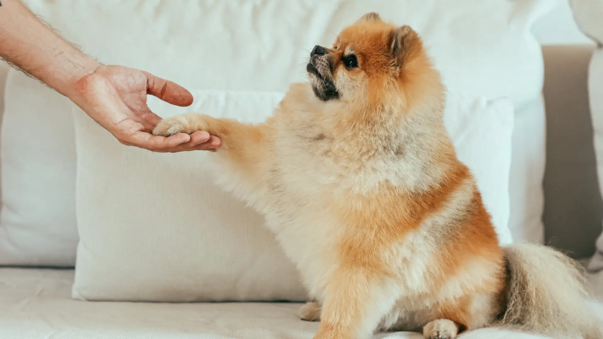 Cómo podemos enseñar a nuestro perro a dar la patita: guía paso a paso
