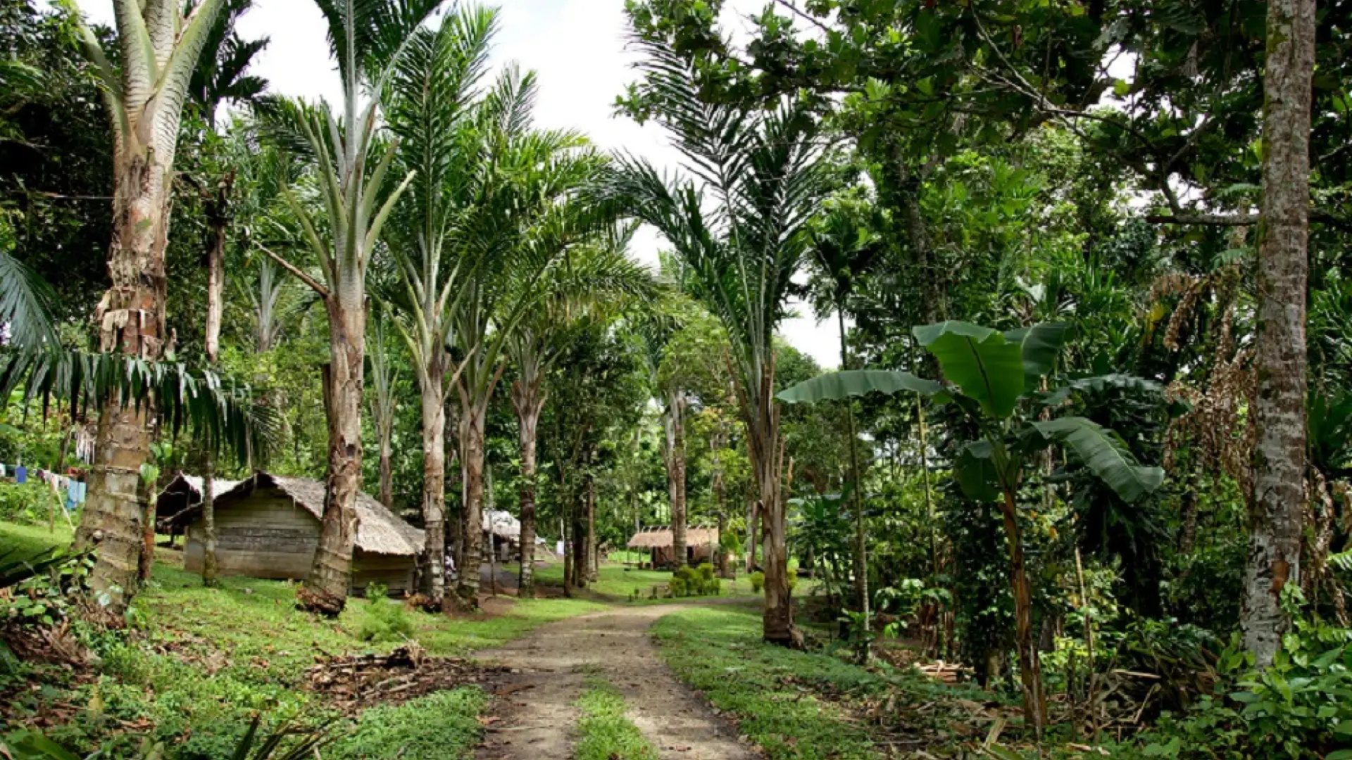 Este es el alfabeto más corto del mundo que contiene solo 12 letras