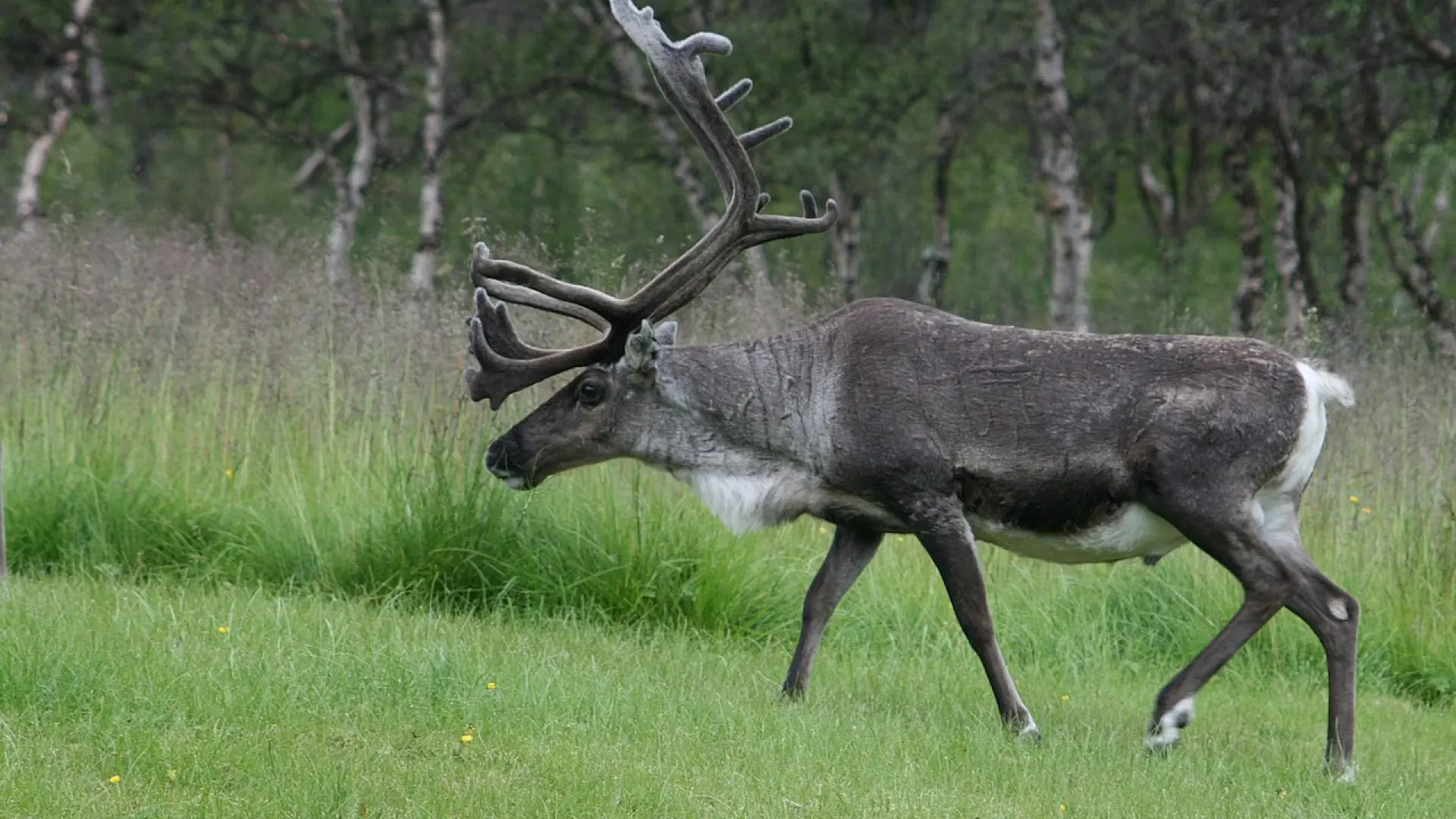 Un estudio revela el sorprendente truco de los renos para ver en la ...