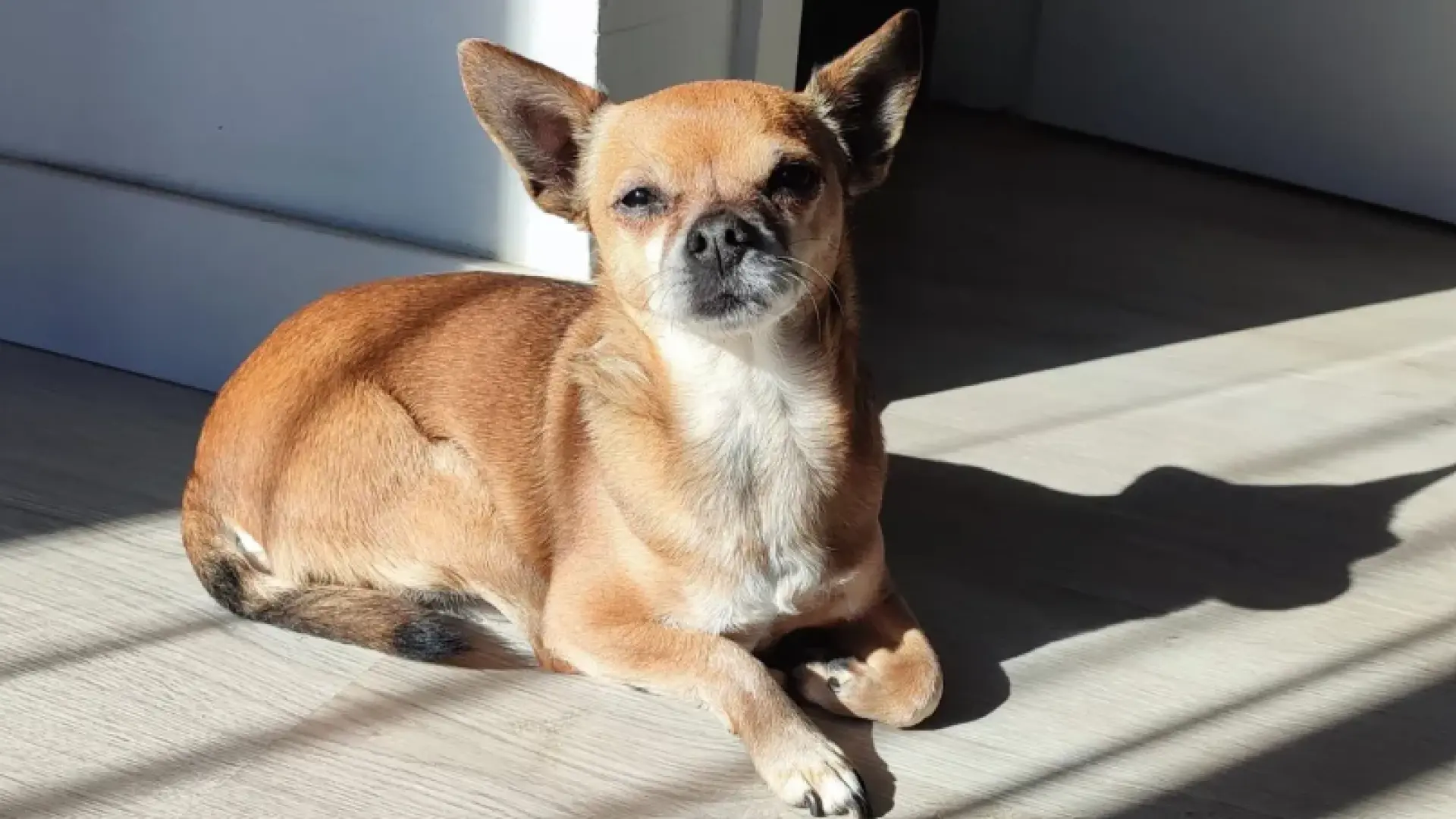 En busca de Romeo, el perro que salió corriendo tras escuchar petardos ...