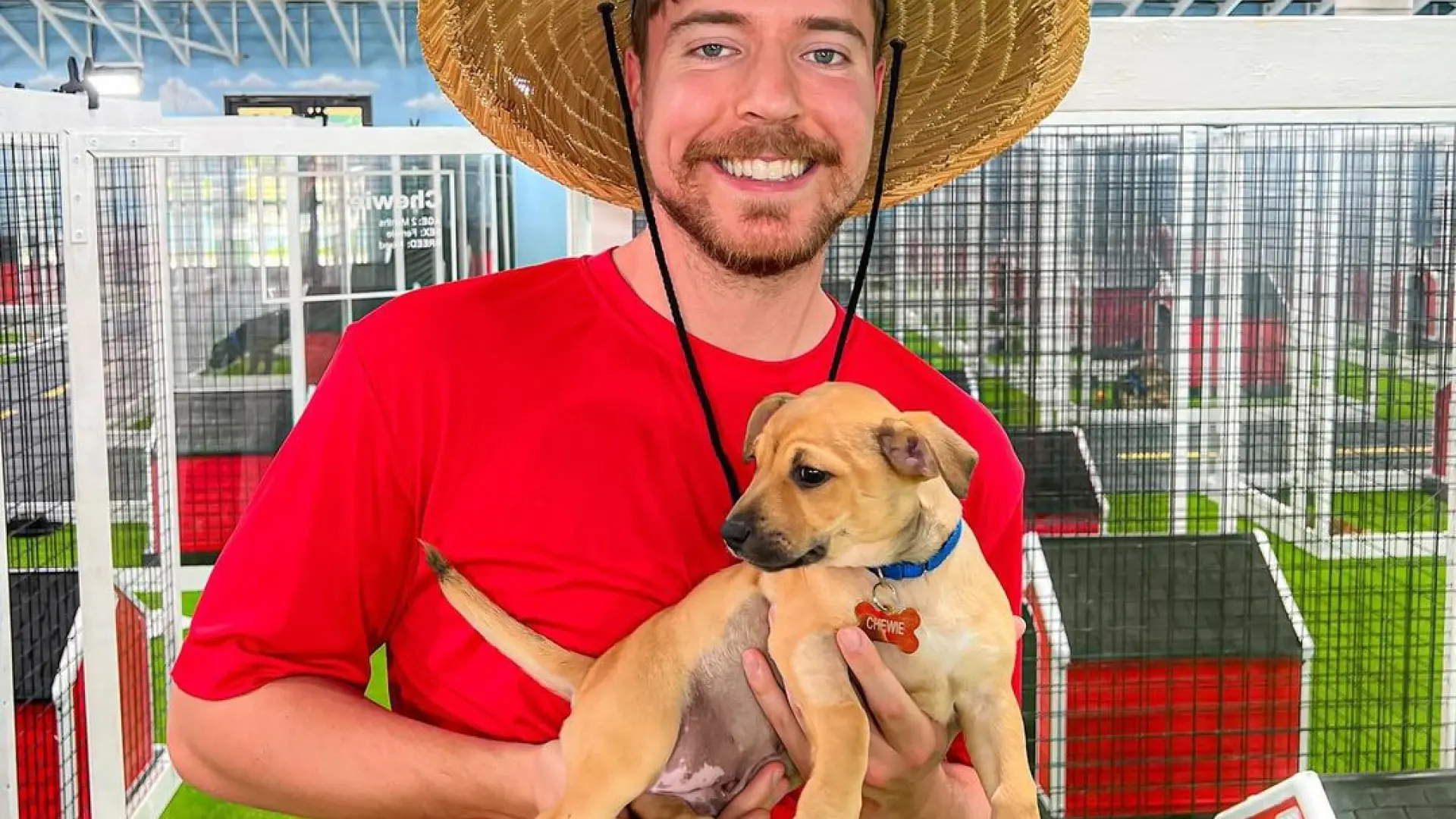 El 'youtuber' MrBeast rescata 100 perros callejeros y crea un santuario de animales para que ...