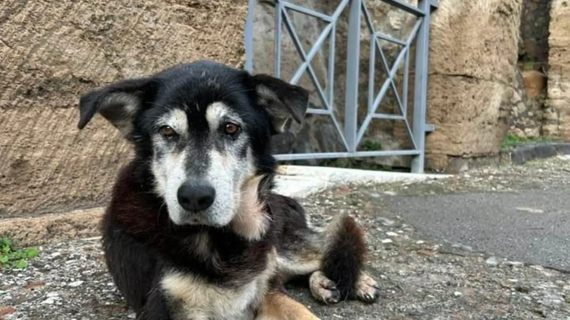 Muere Argo, el último perro vagabundo de Pompeya: "Era un buen perro ...