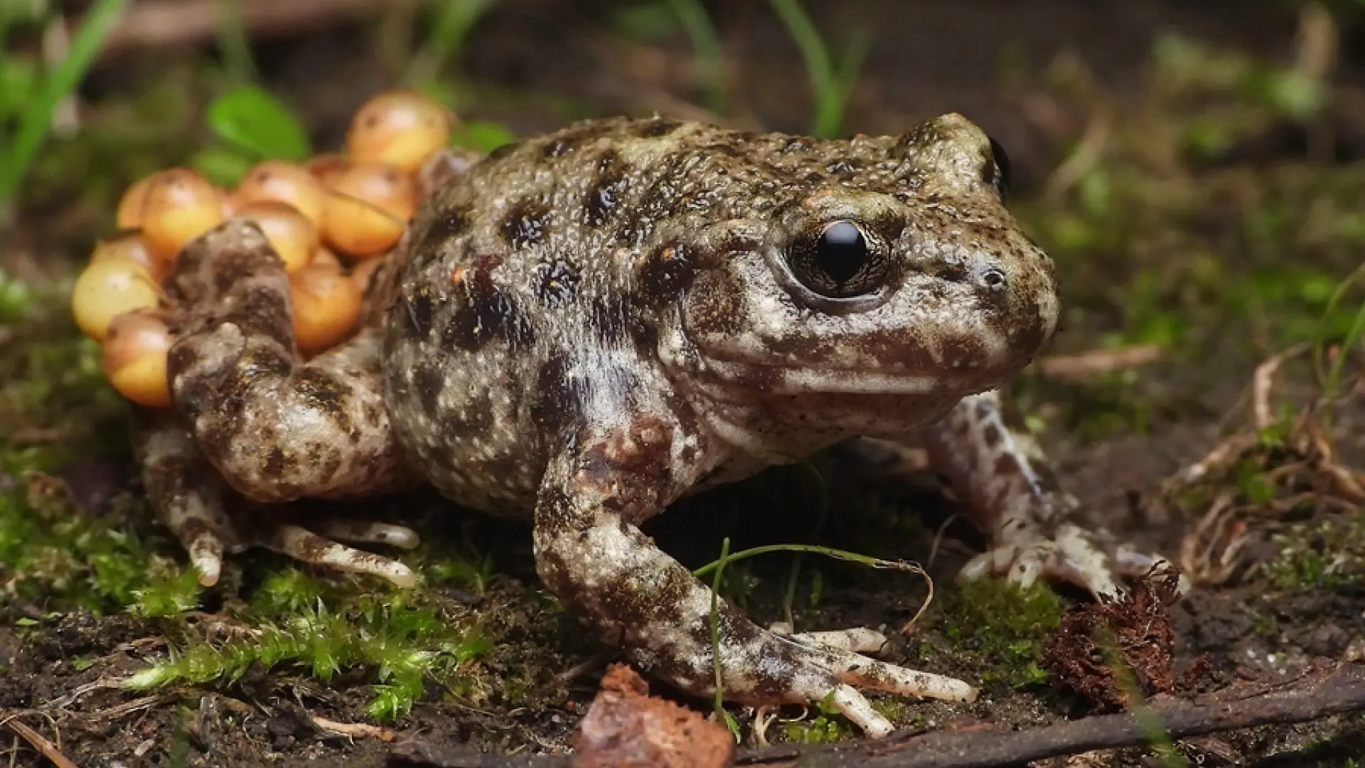 Cuidado con los sapos durante los paseos con perro: "No son culpables ...