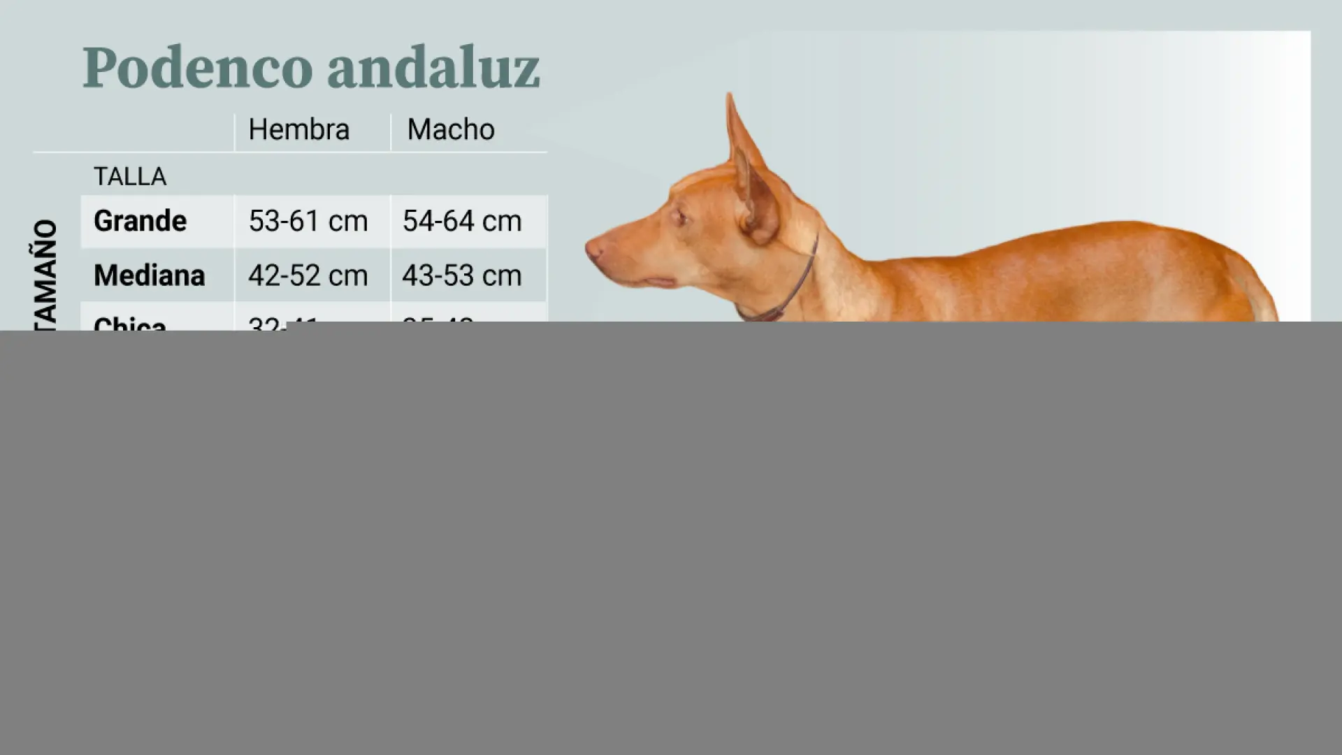 Así es el podenco andaluz, un perro primitivo, saludable, noble y ...