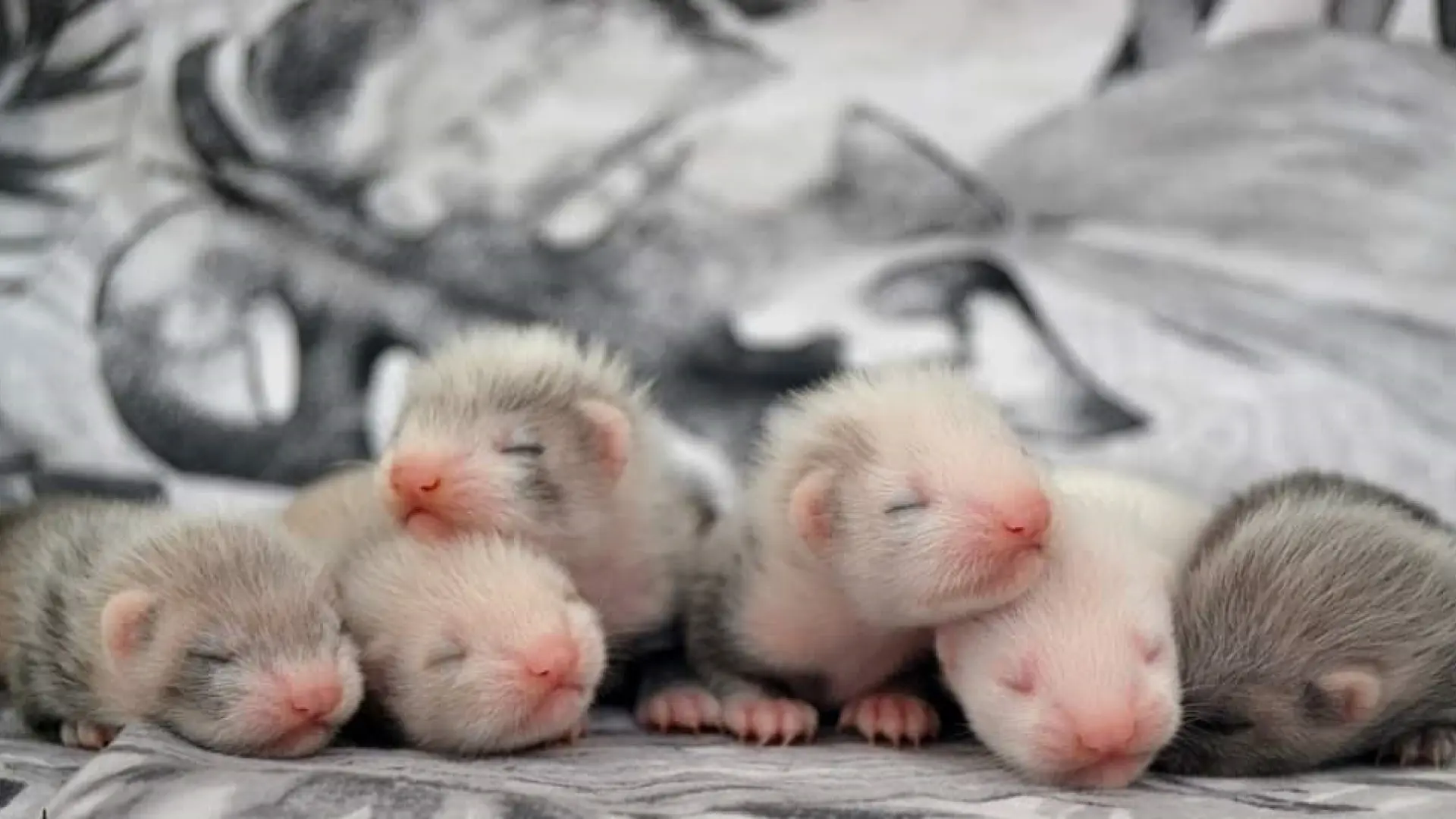 Qu Comen Los Hurones Cuanto Viven Los Animales