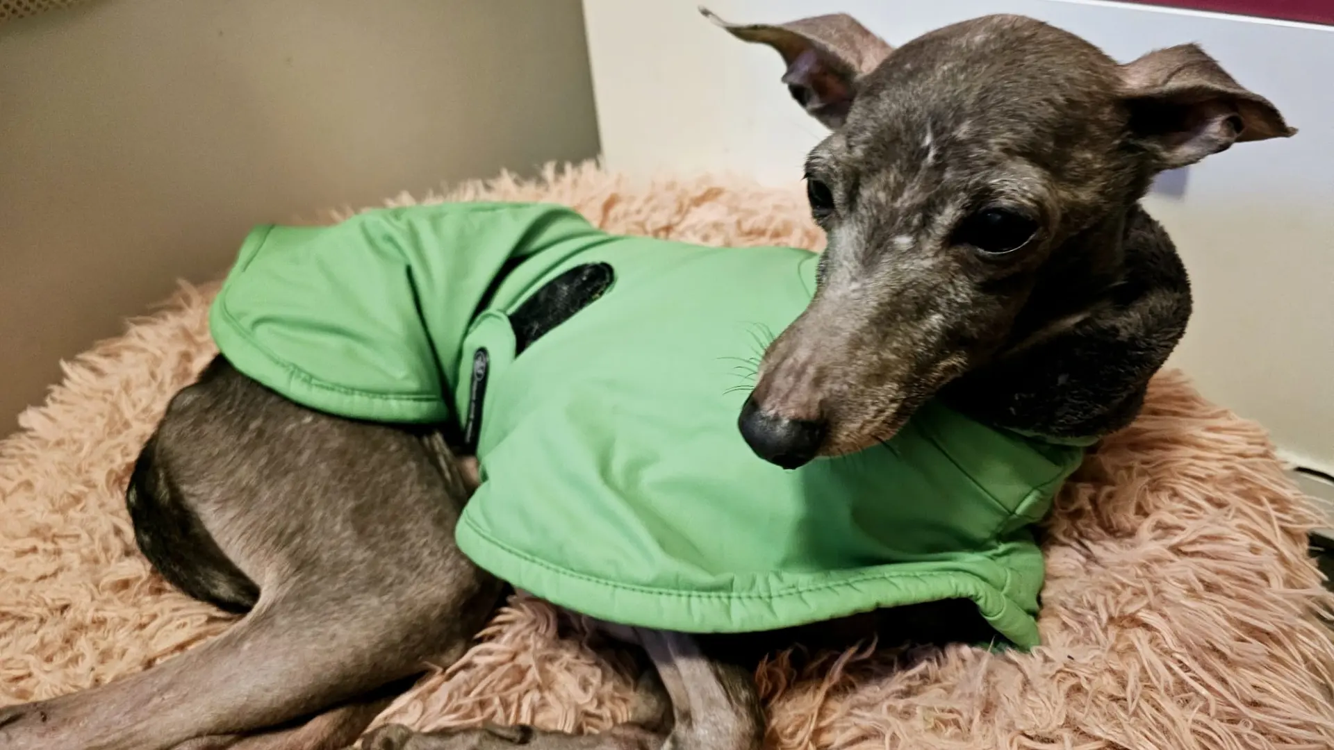 La historia de Bombi, un "desecho" más de los criaderos de razas de ...