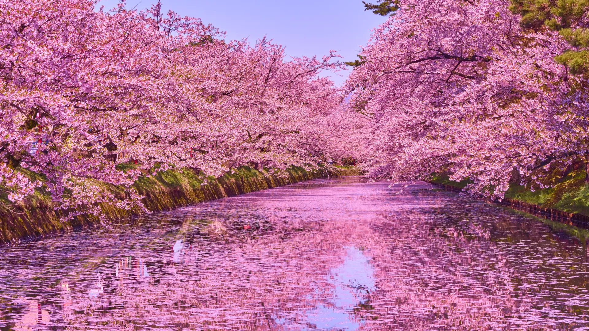 El parque de Japón que encarna la magia de la primavera con la ...