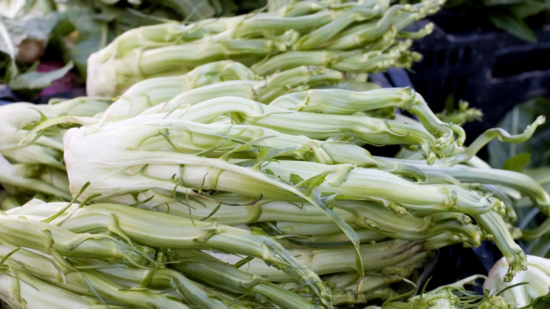 Cómo preparar cardo, una verdura con muchas propiedades a la que le ...