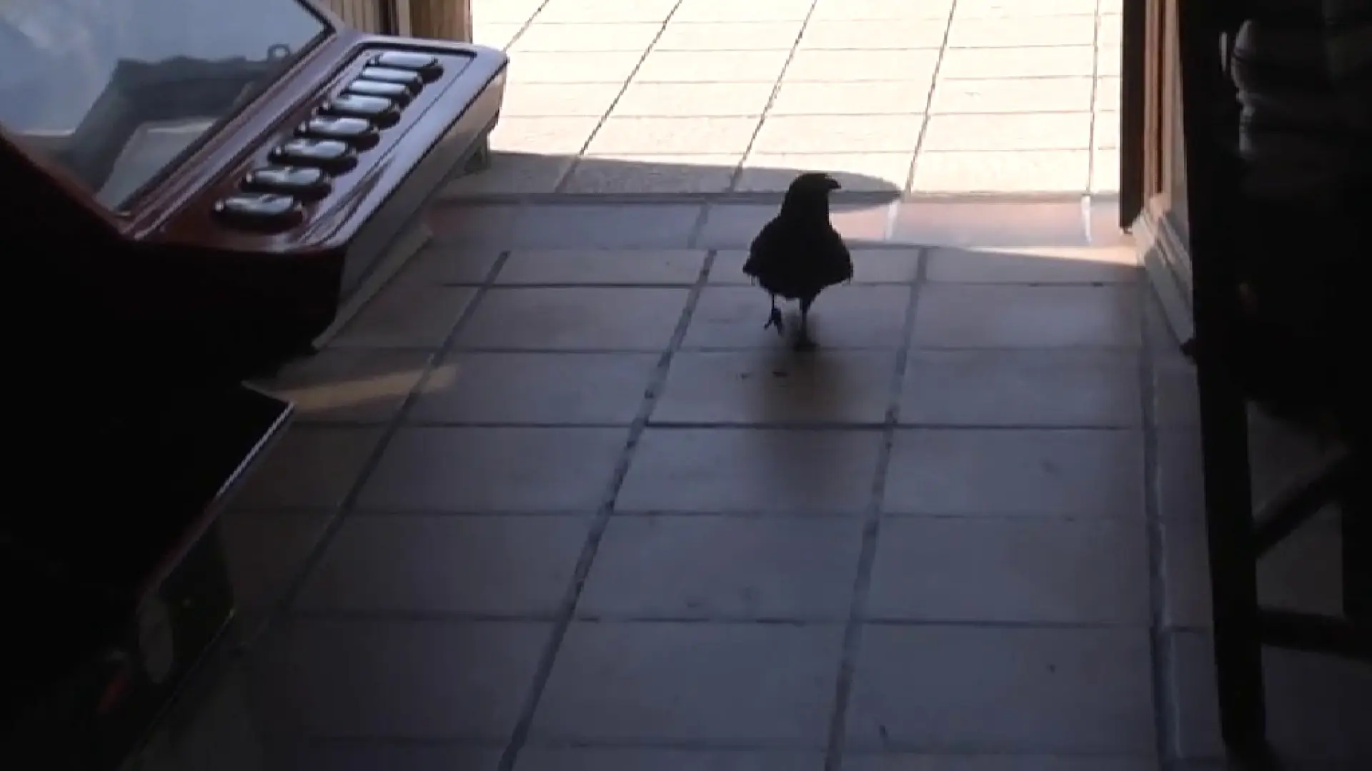 Paco, la corneja que lleva 26 años acudiendo a desayunar el mismo bar ...