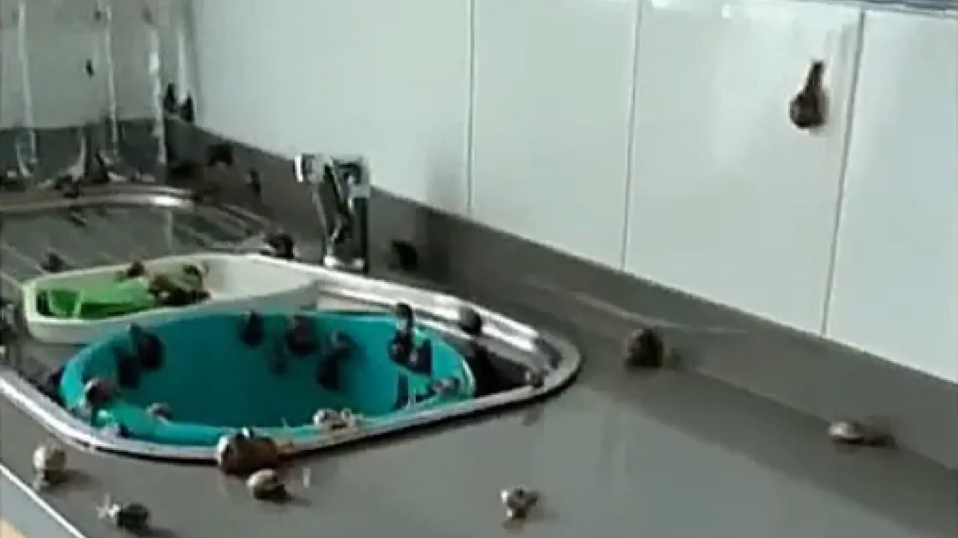 Una abuela se olvida de que había puesto caracoles a remojo y lo que pasó se convierte en un ...