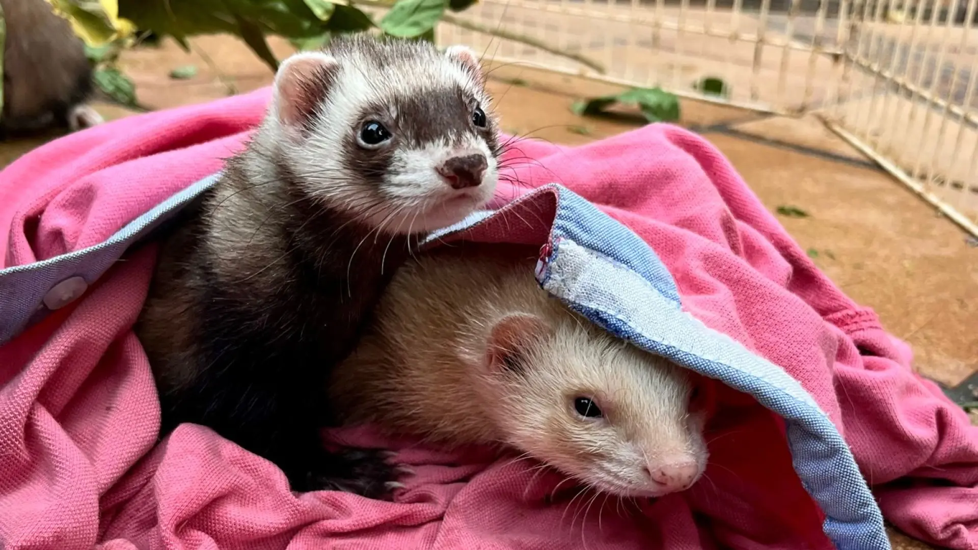 Seis verdades sobre los hurones que no nos cuentan en redes sociales