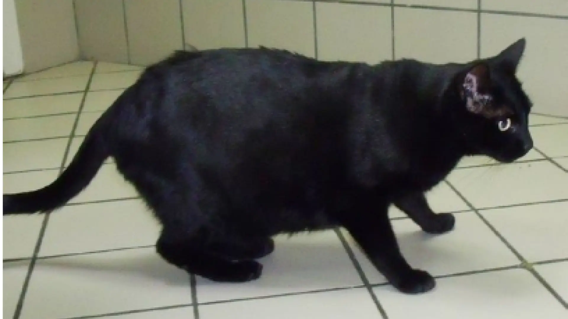 Qué es el plantigradismo y por qué es típico cuando nuestros gatos ...