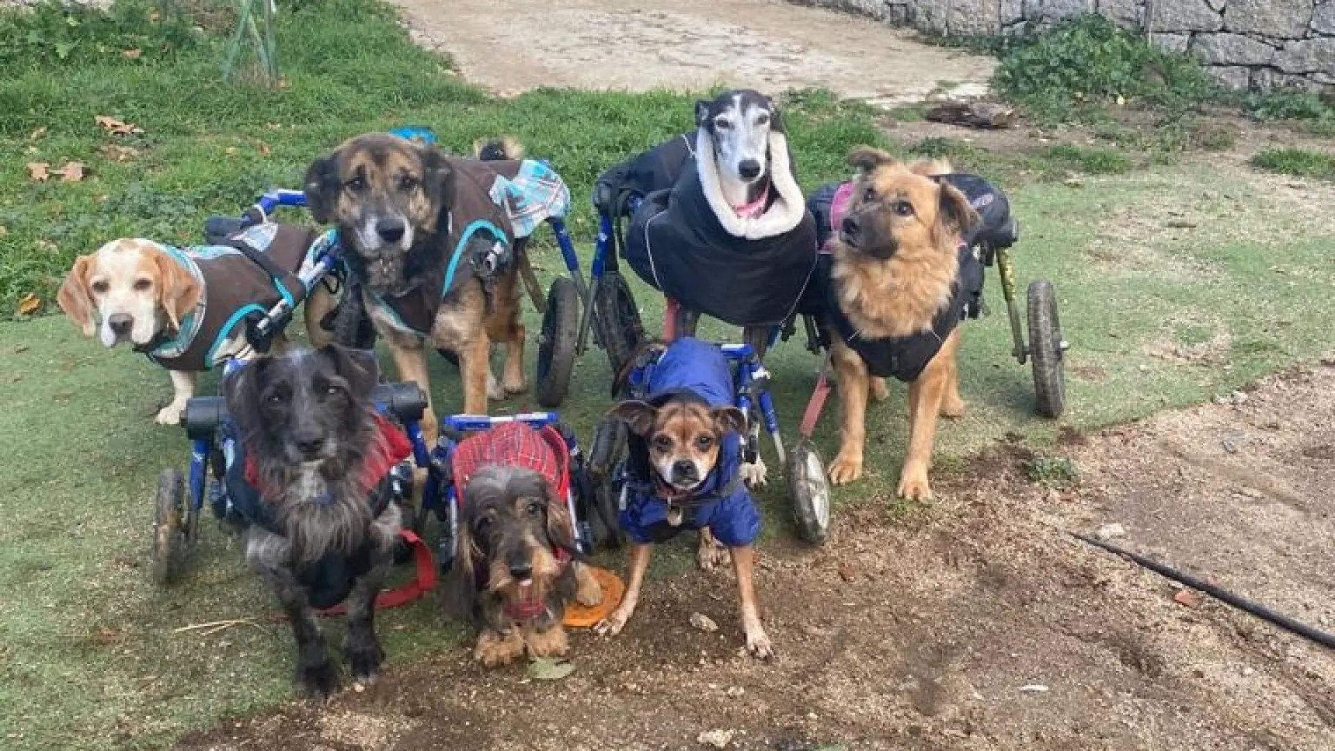 Carmen Gijón de la asociación Bichos Raros, que ayuda a animales con ...