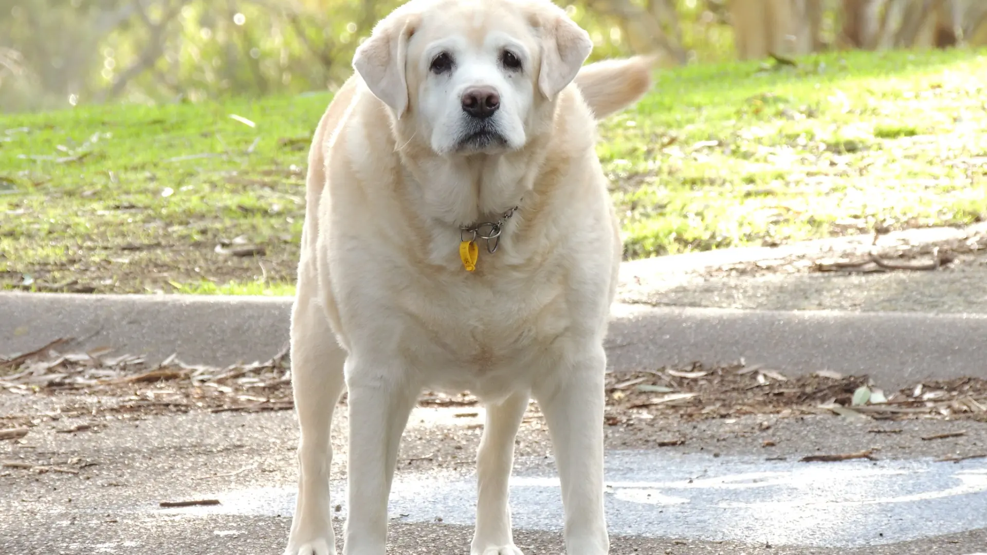 Que Peso Debe Tener Un Labrador De 10 Semanas