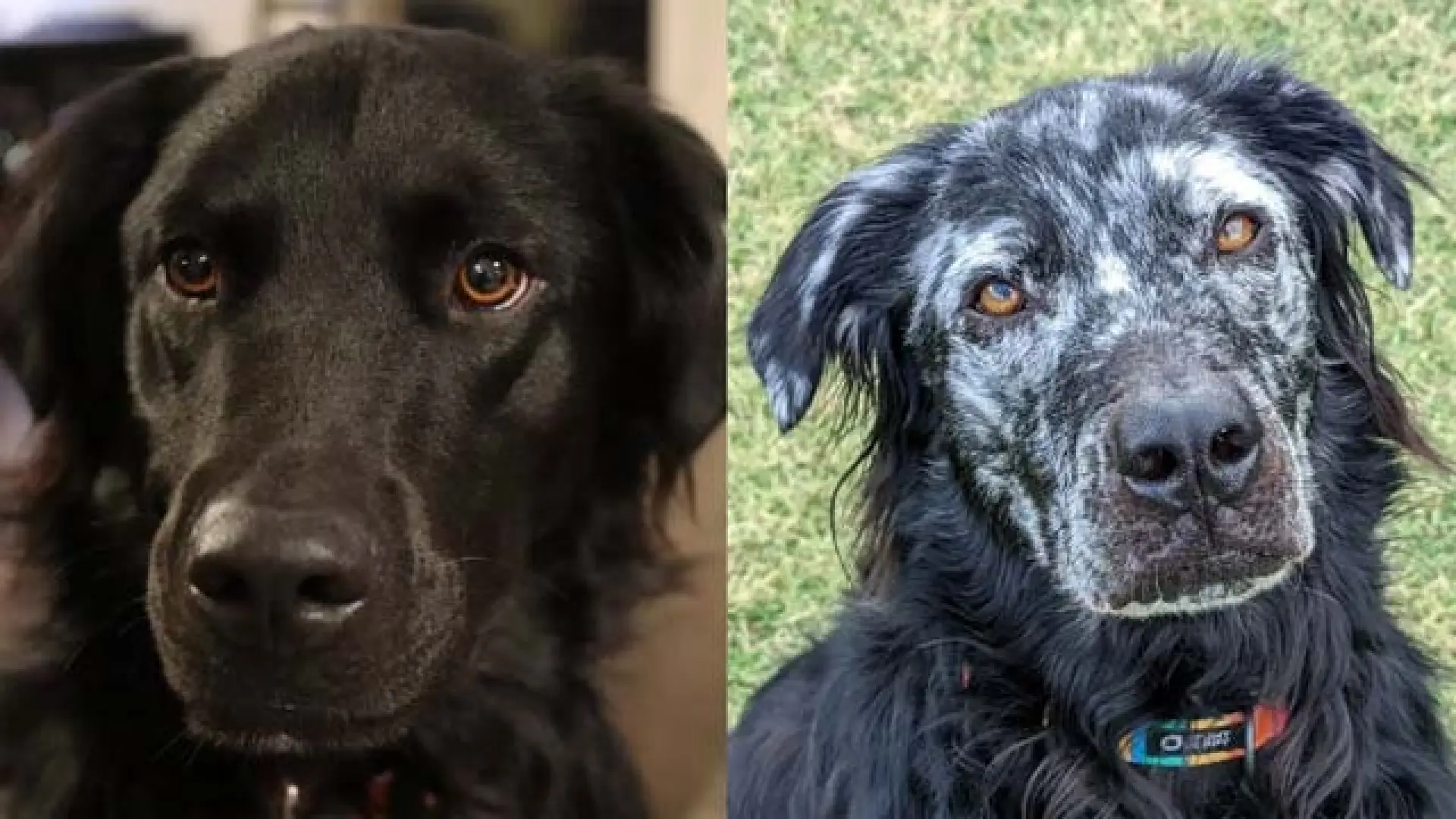 El Pelo De Mi Yorkie Cambiará De Color