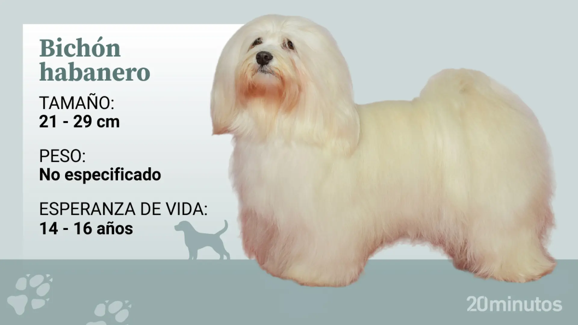 Son Los Habaneros Los Perros Mas Inteligentes