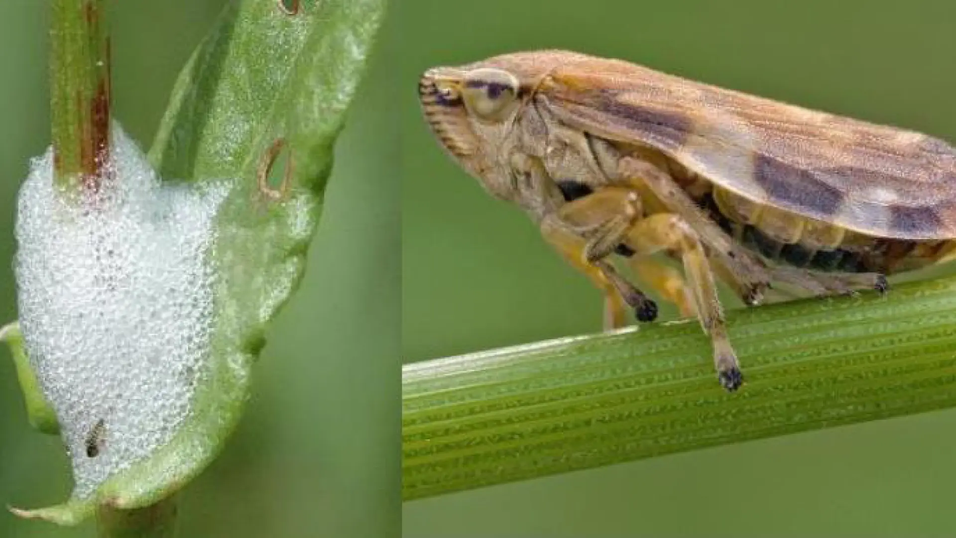 La bacteria "fastidiosa" que devora las plantas a lomos de las ...