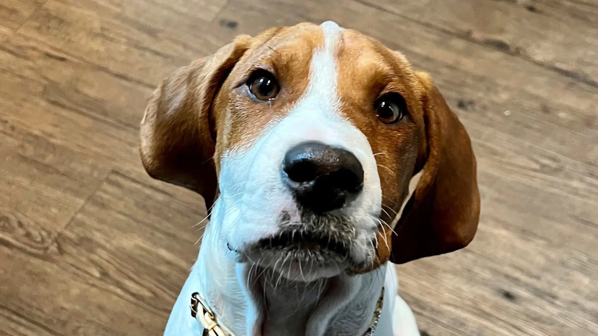 Llevó a su perro enfermo para ser sacrificado y al cabo de un año lo ...