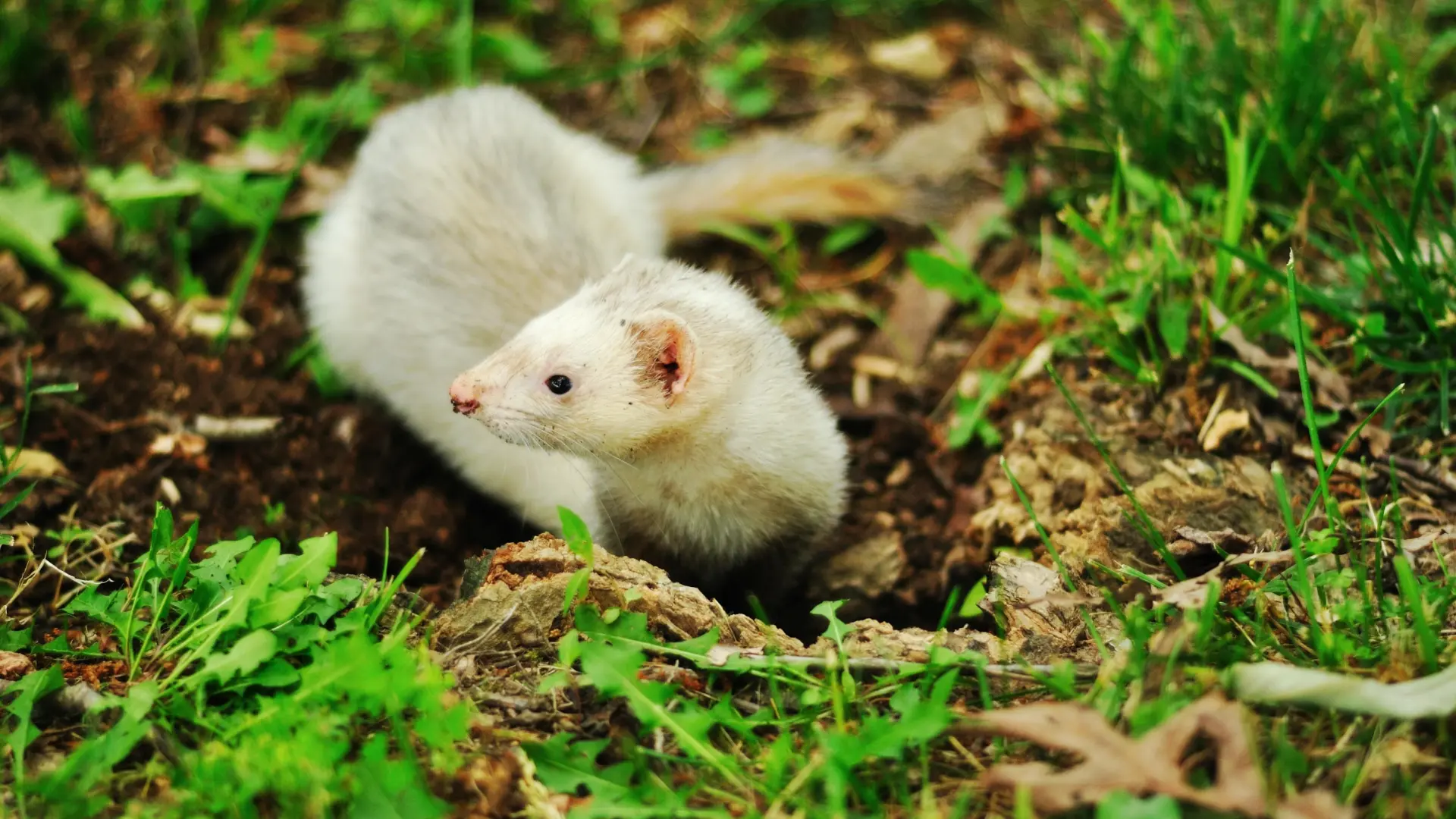 Los hurones a través de la historia: ¿Son o no son animales domésticos?