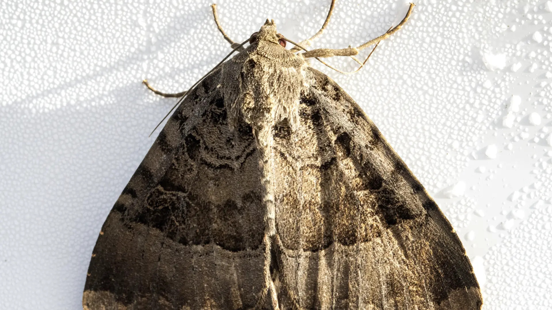 ¿Cómo evitar que entren las polillas en tu casa?