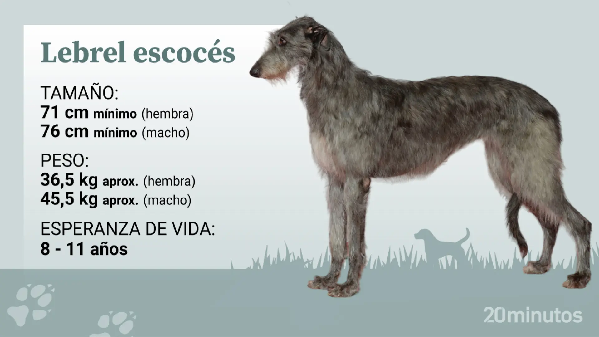 Qué Tamaño Tienen Los Lebreles Escoceses