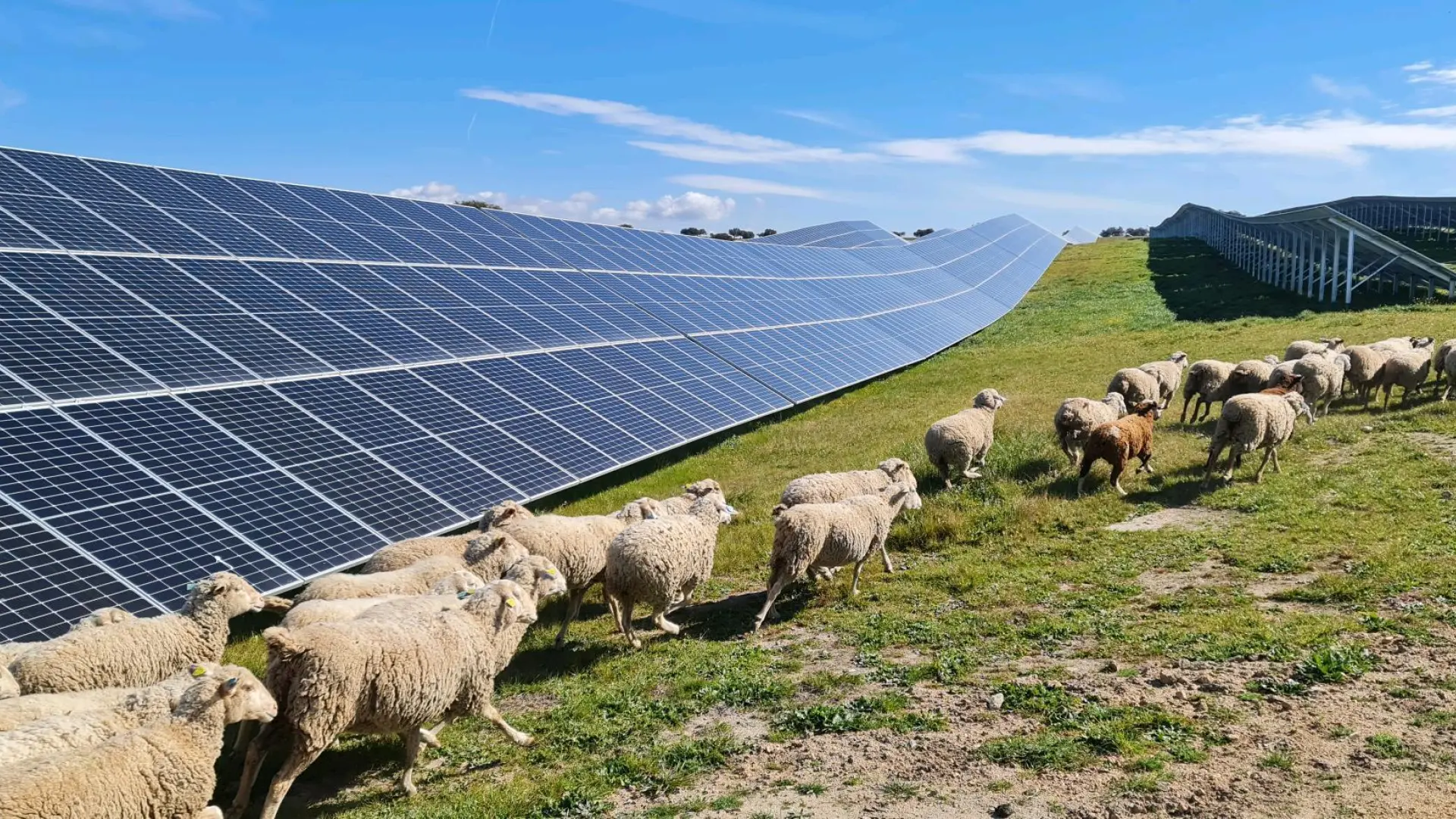 Solarpack se denominará Zelestra y da un giro estratégico con la firma ...