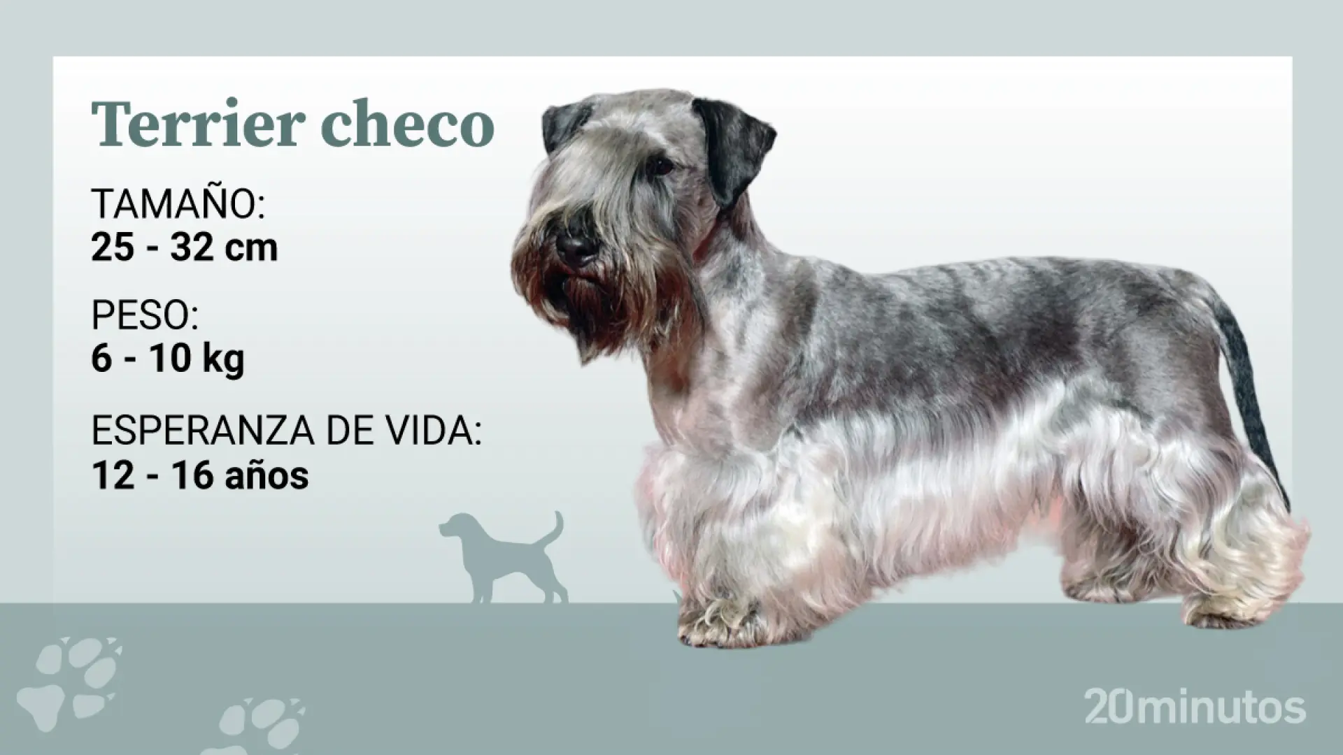 Así es el terrier checo, un perro orientado a la familia y uno de los ...