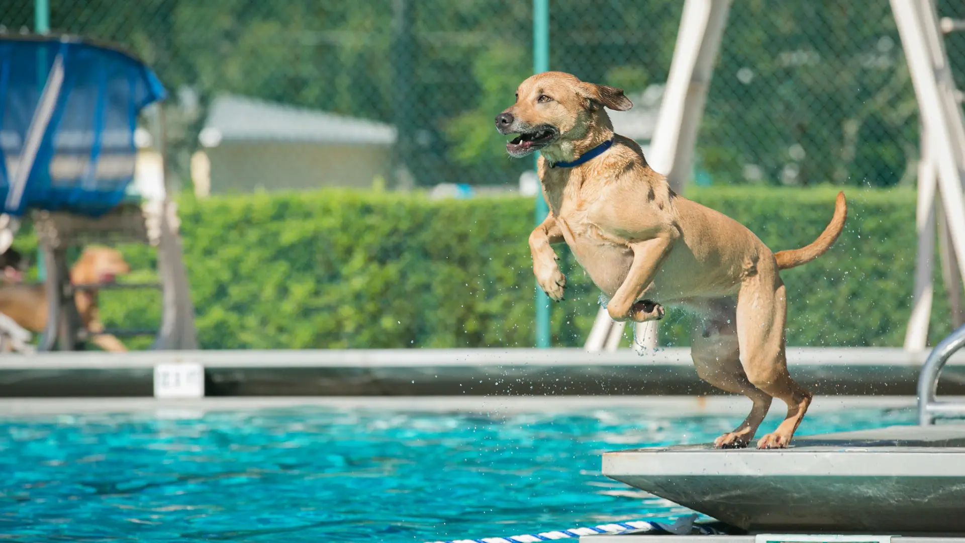 ¿Es saludable para los perros nadar en piscinas con cloro?