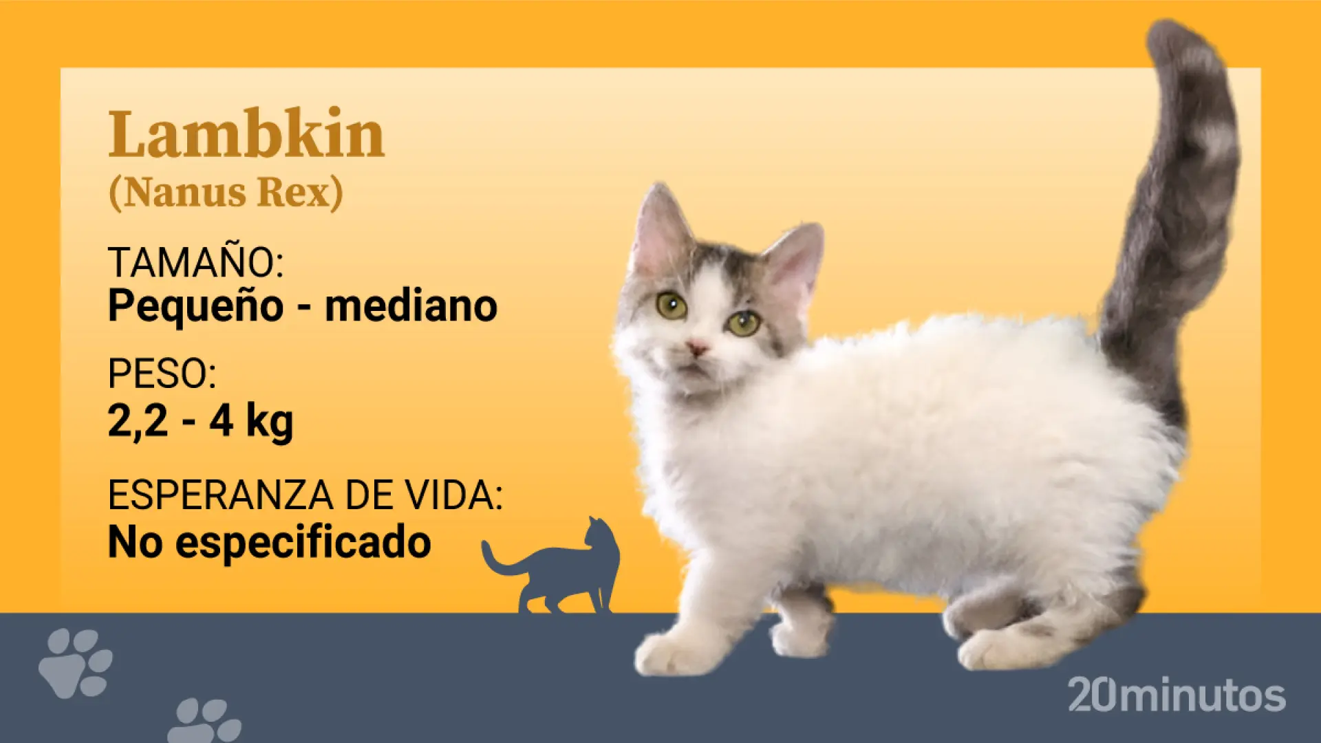 El lambkin, una raza reciente con enanismo y pelo rizado que es muy ...