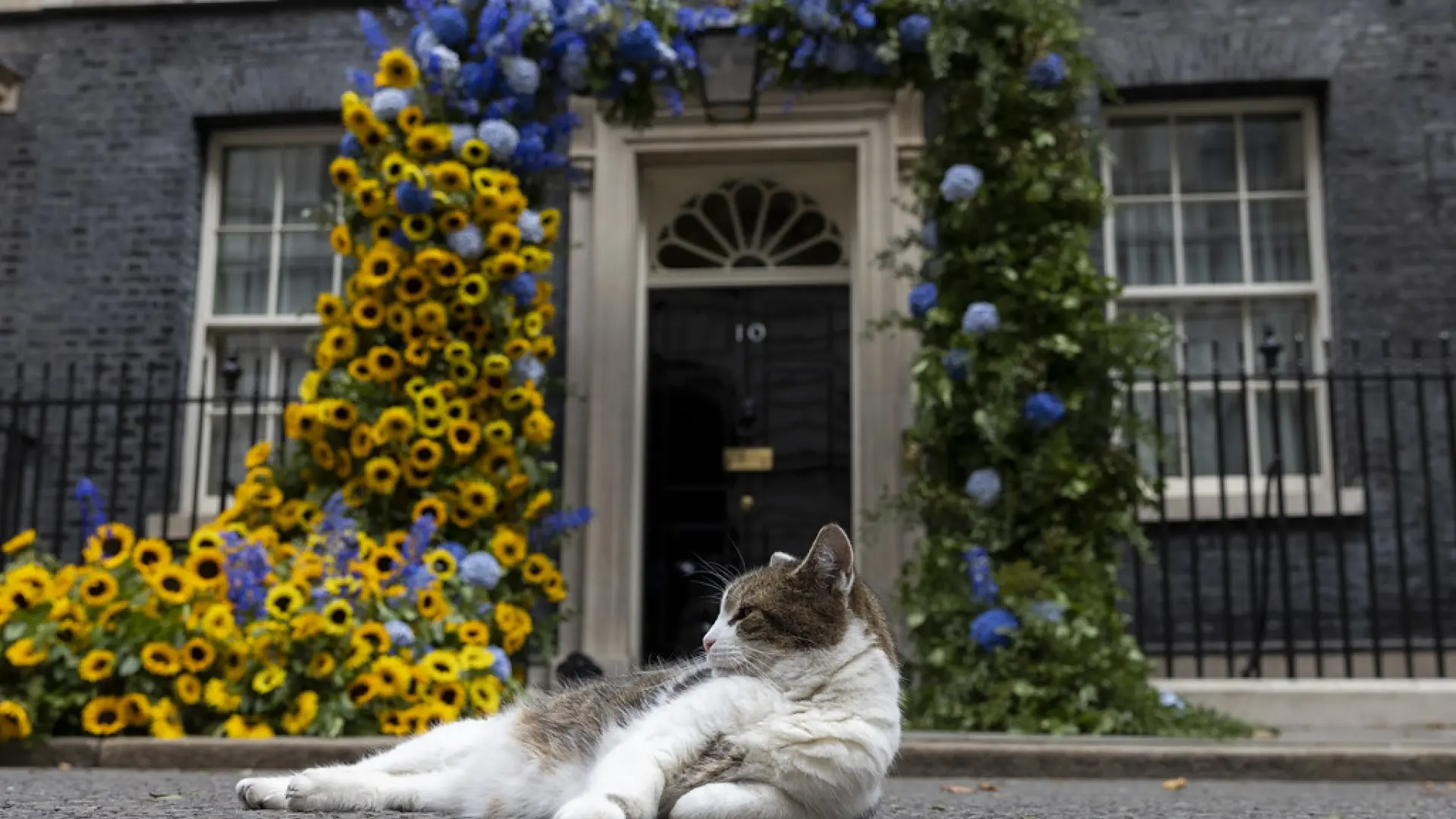 Así es Larry, el gato que ha sobrevivido a cinco primeros ministros en ...