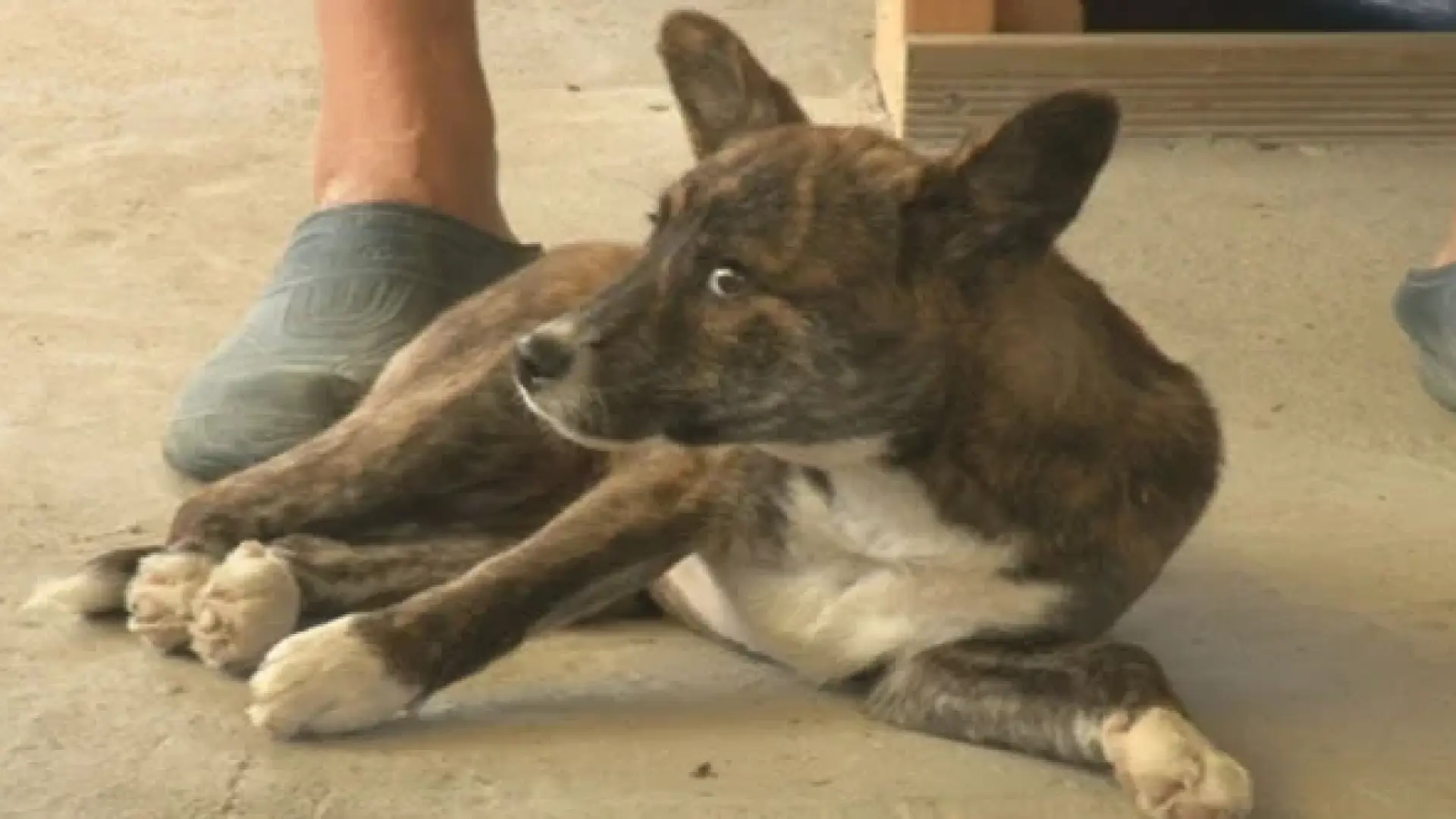 Vuelve de la tumba para estar con su familia: la historia de Hosun, la "perrita milagrosa"