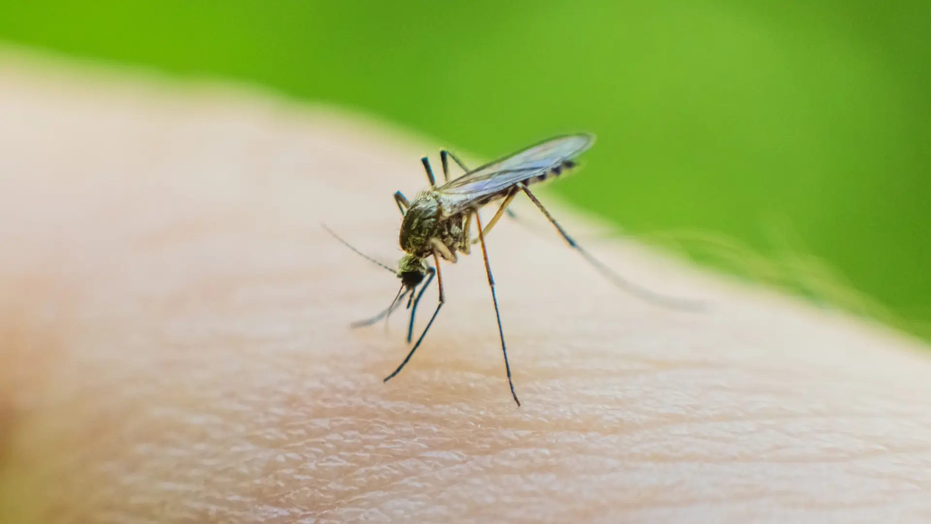 Síntomas de la fiebre del Oropouche, la enfermedad tropical de la que ...