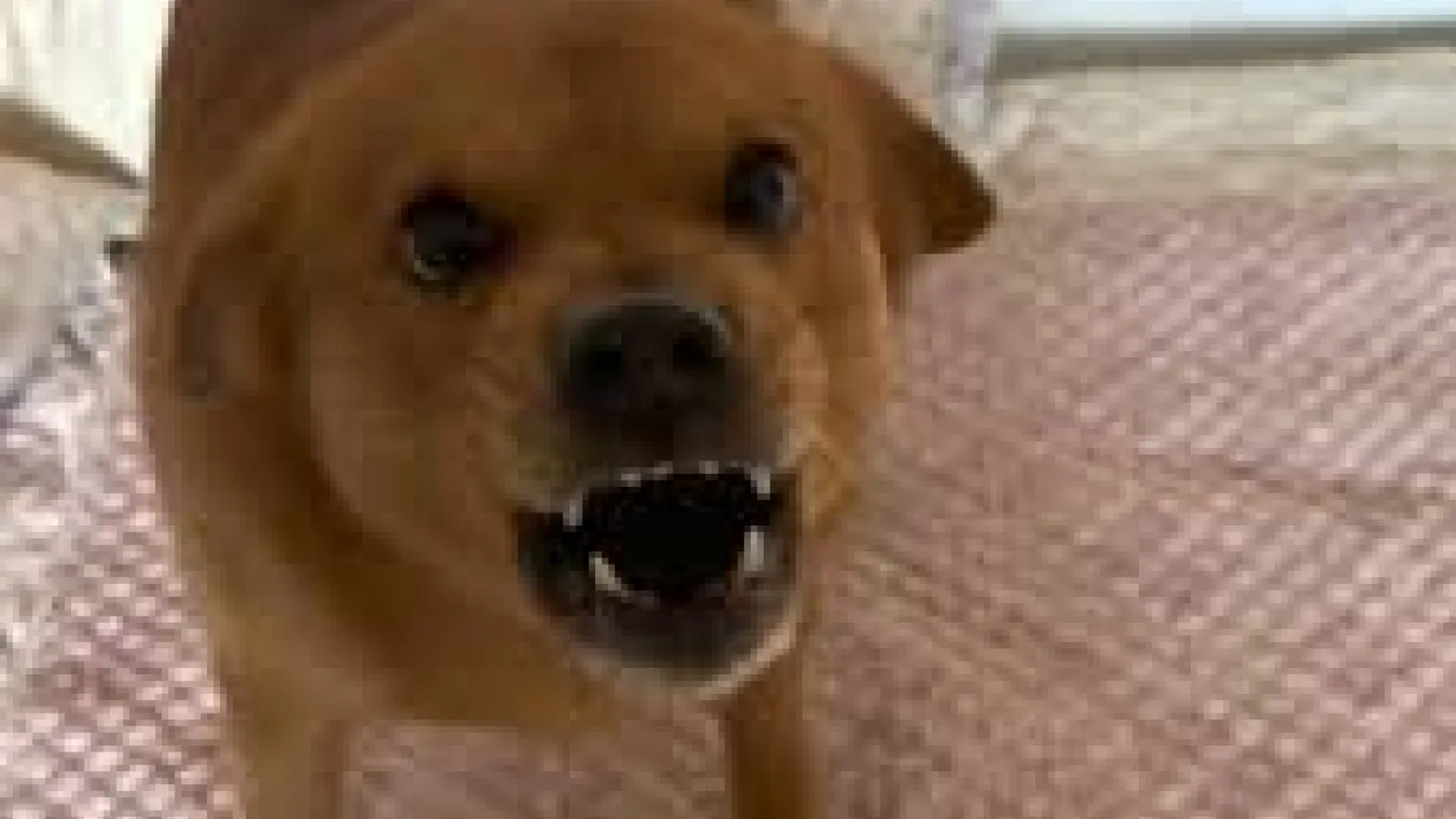 No hace falta saber chino para entender lo que pasa: Xiao Pang, el perro cabreado por la ...